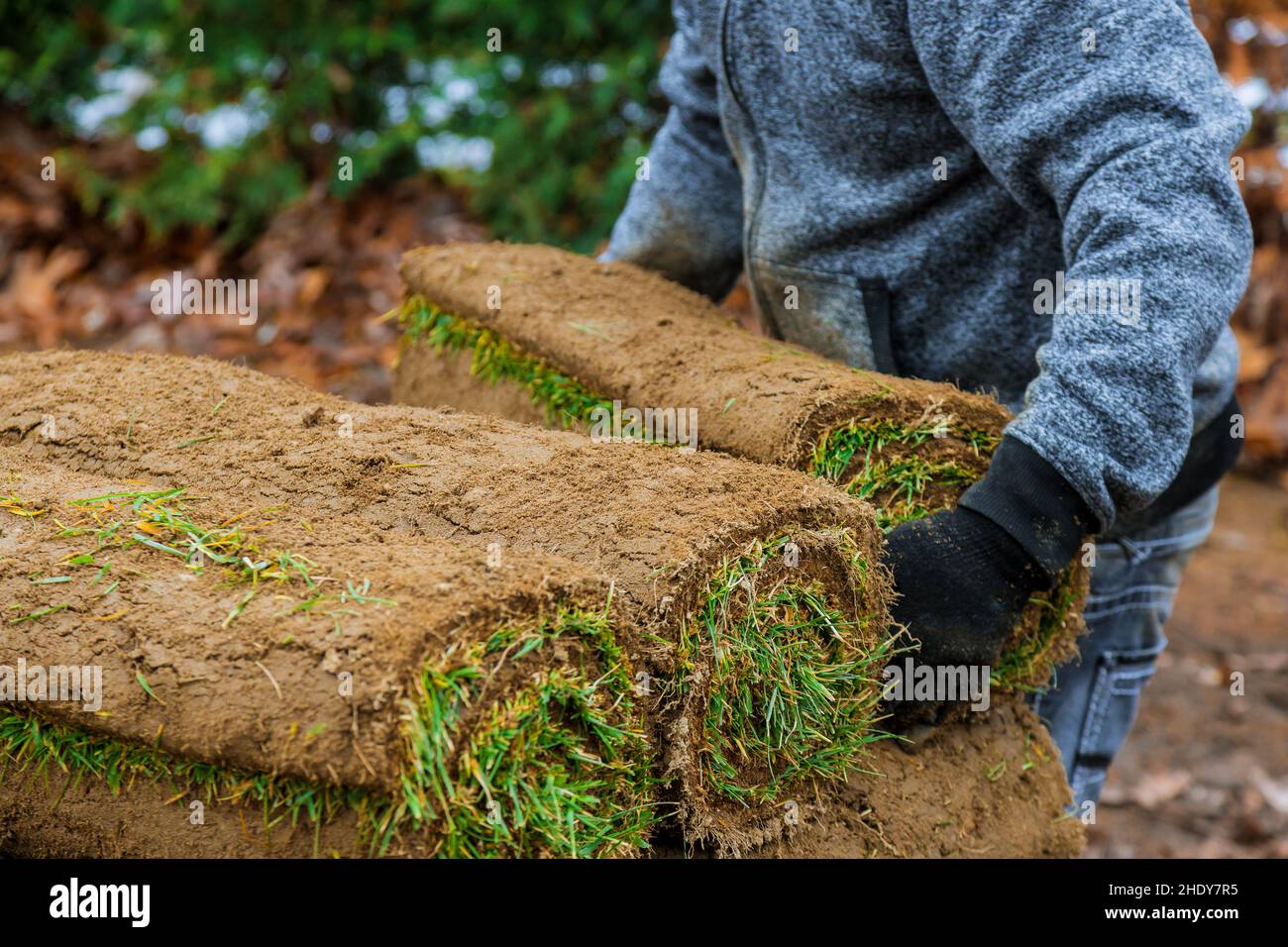 gardening, rolled sod, turf, plant care, tending of plants, rolled sods ...