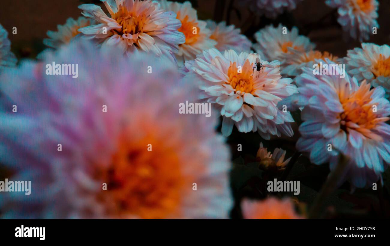 Flea flower hi-res stock photography and images - Alamy