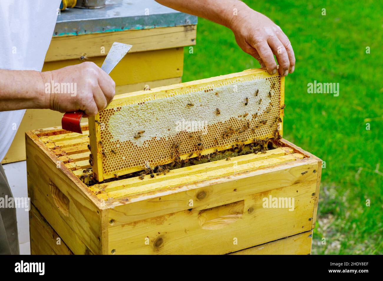 beehive, honeycomb, honey production, beehives, honeycombs, honey ...