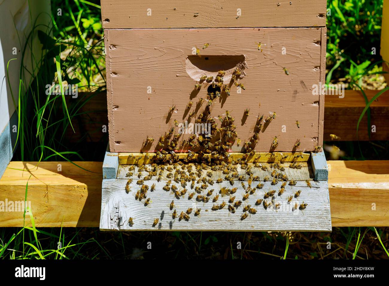 beehive, bee colony, Honey bee, beehives, bee colonies Stock Photo - Alamy beehive, bee colony, Honey bee, beehives, bee colonies Stock Photo - Alamy