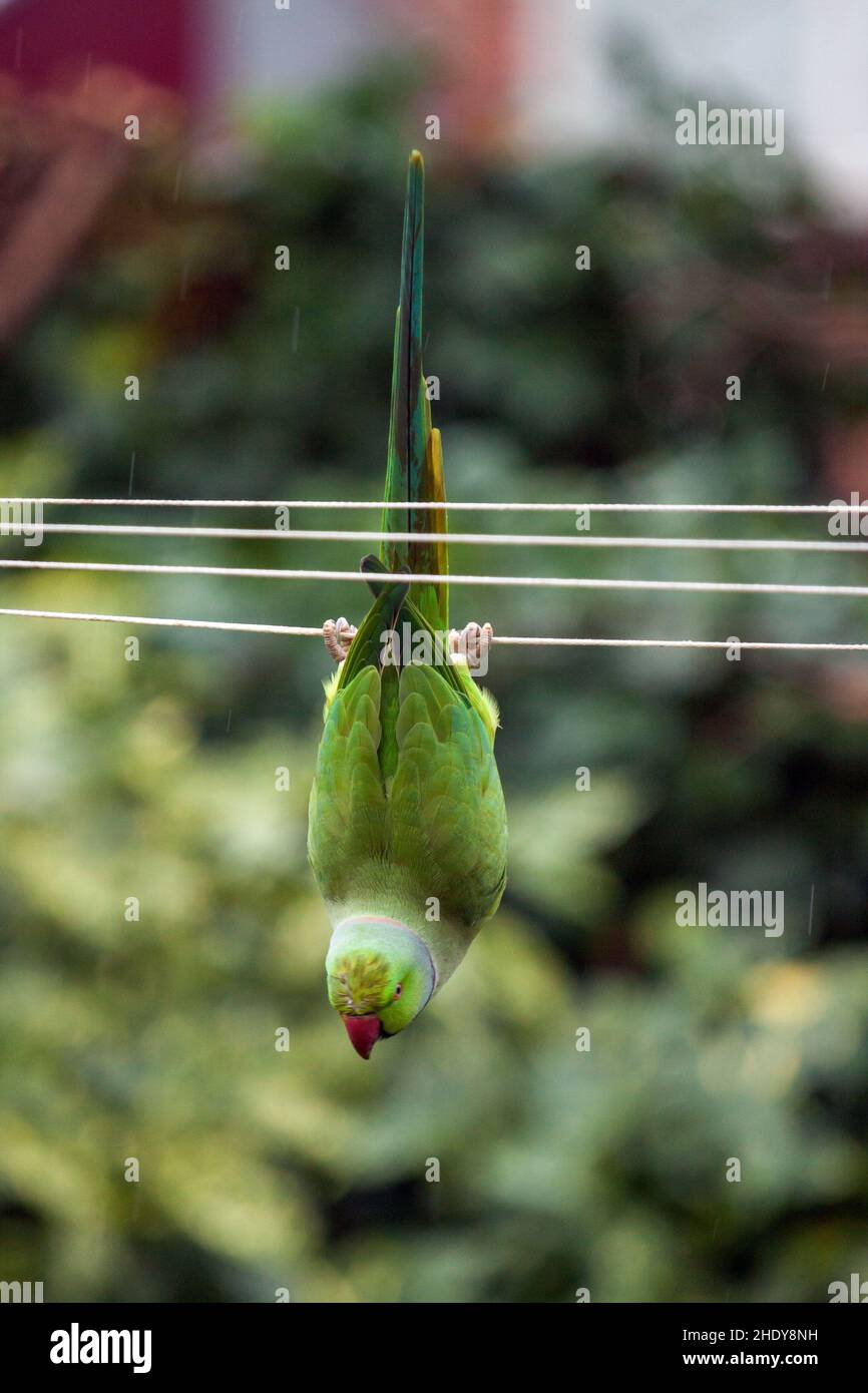 Acrobatic animal hi-res stock photography and images - Alamy