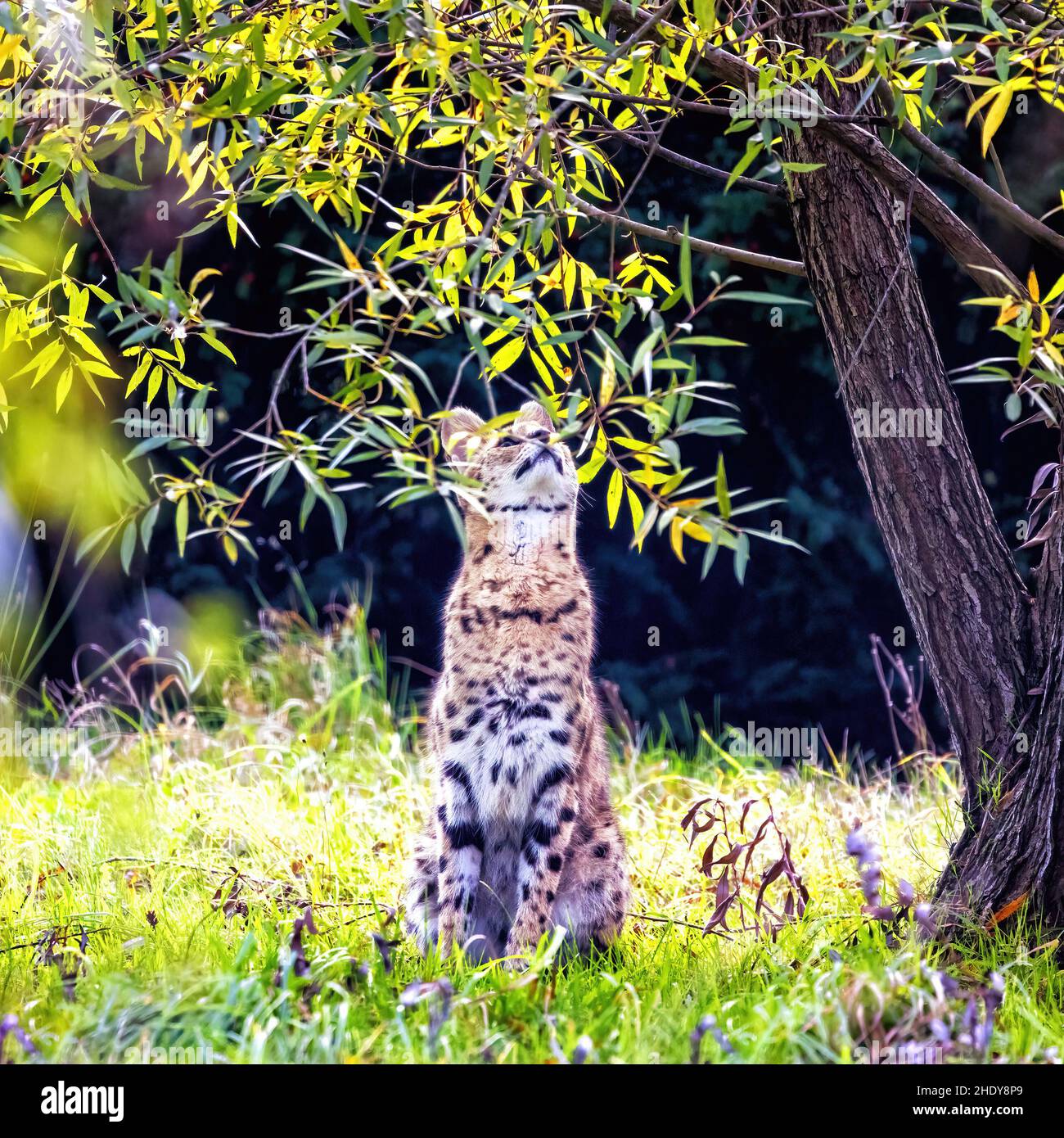 Serval cat, Leptailurus serval in sunlight watching movement in ...