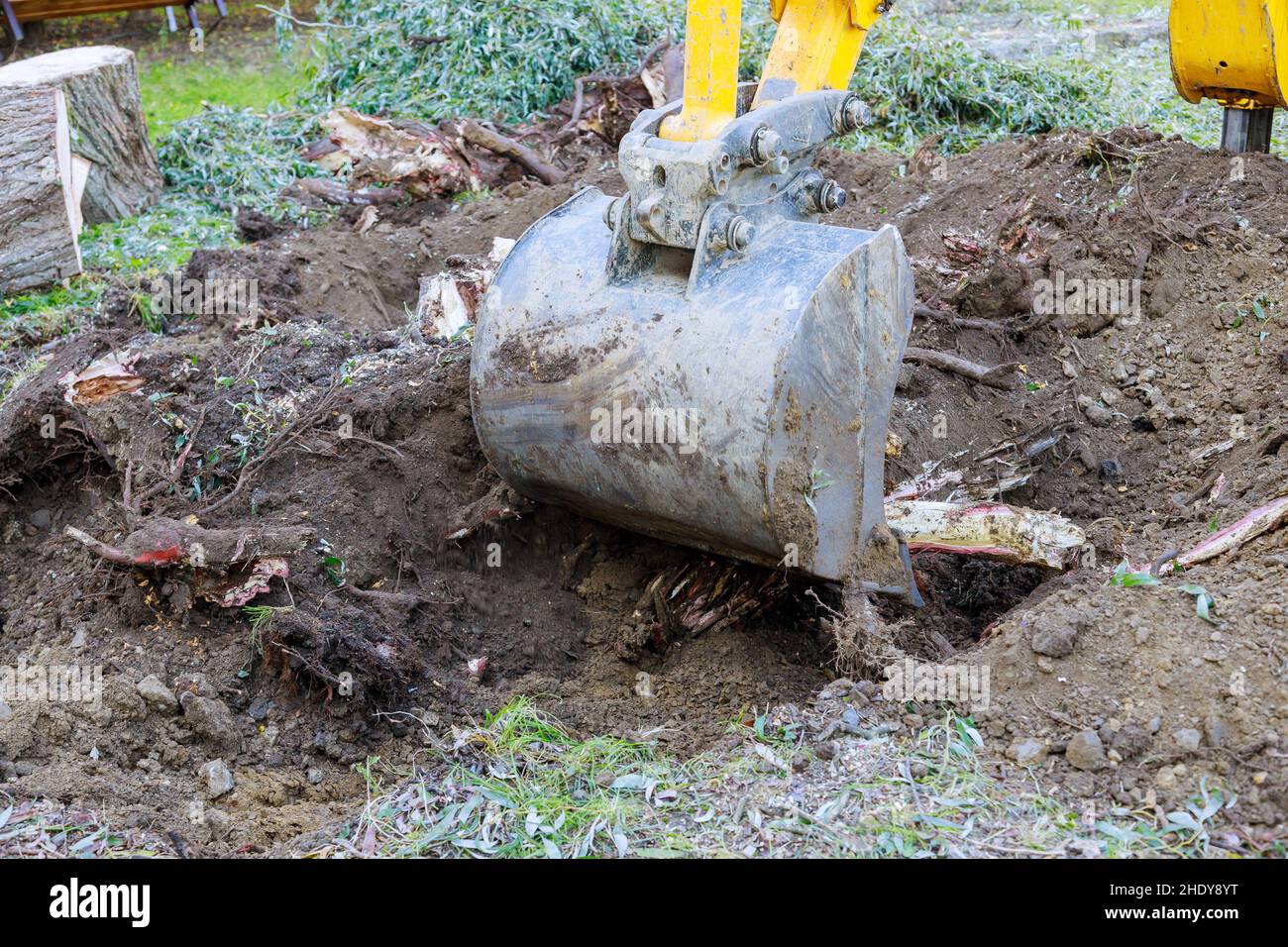 Remove tree roots hi-res stock photography and images - Alamy