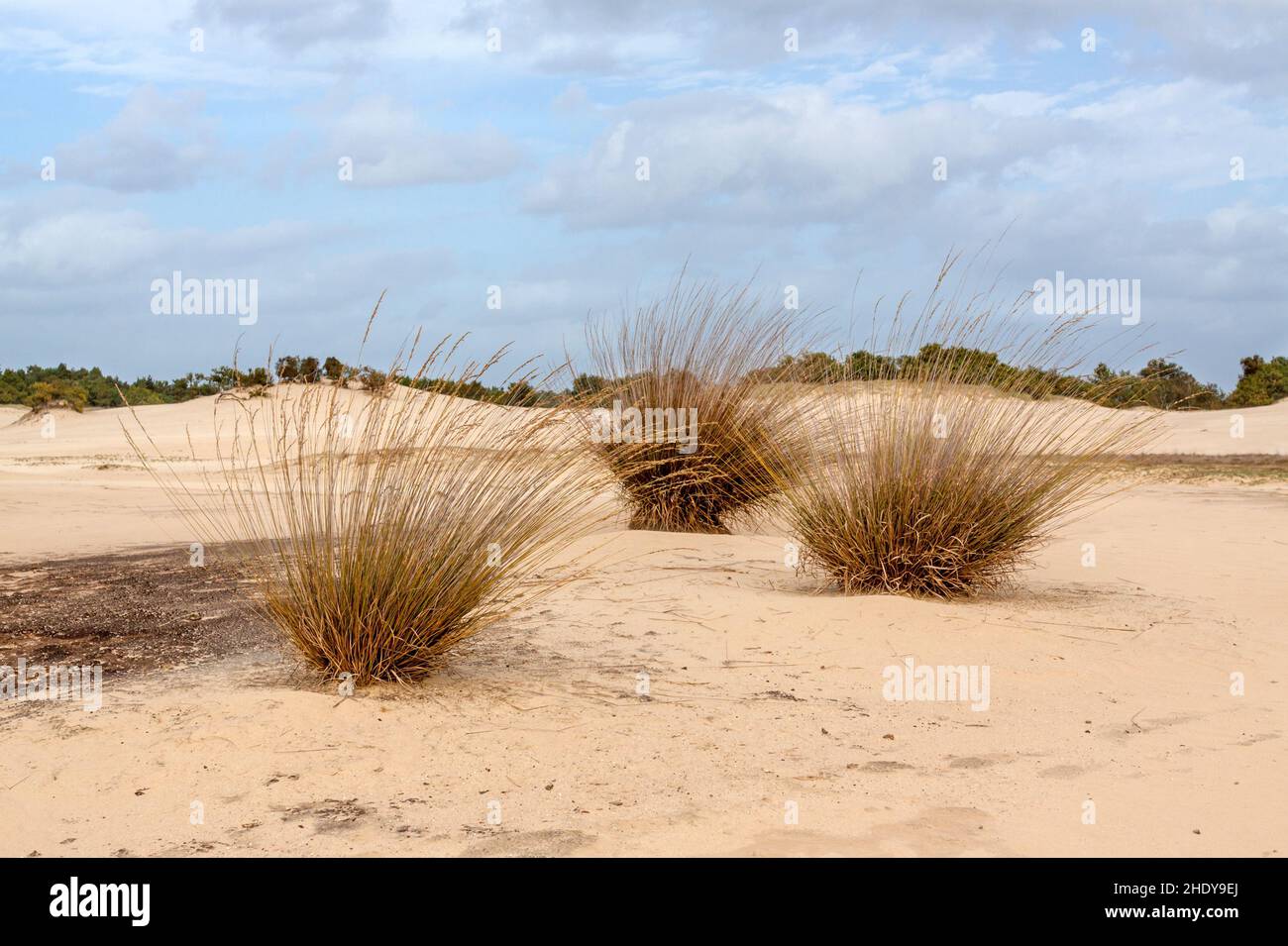 Sand fixation by growing grasses Stock Photo - Alamy