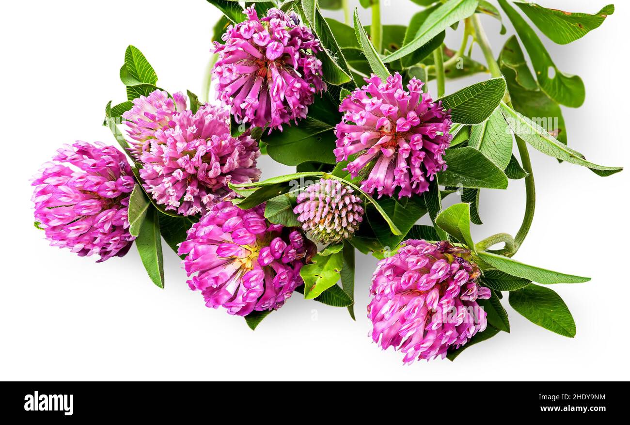 clover, meadow clover, clovers, meadow clovers Stock Photo - Alamy