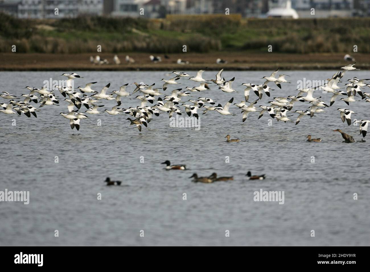 Pied avocet Recurvirostra avosetta flock in flight over the lagoon ...