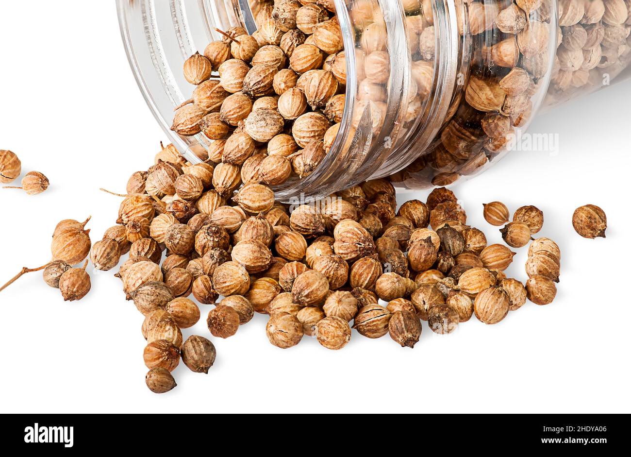 cilantro, coriander seed, cilantros, coriander seeds Stock Photo - Alamy