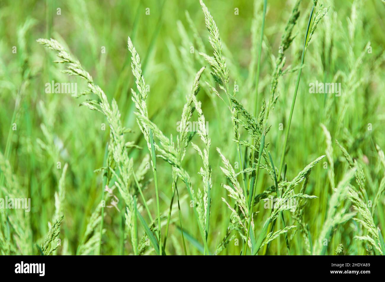 grass, grain, grains Stock Photo - Alamy
