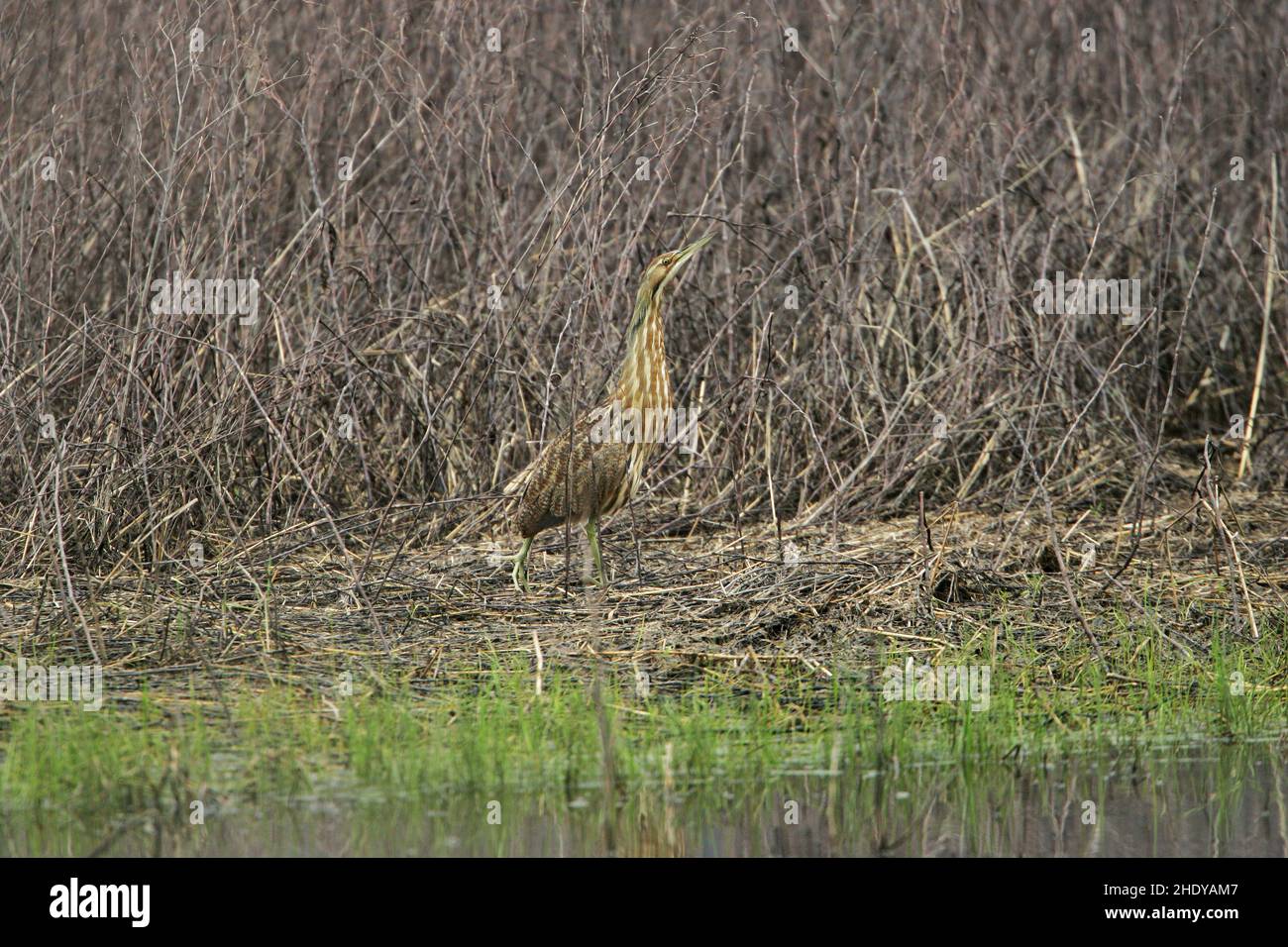 American bittern Botaurus lentiginosus at edge of waterside vegetation ...
