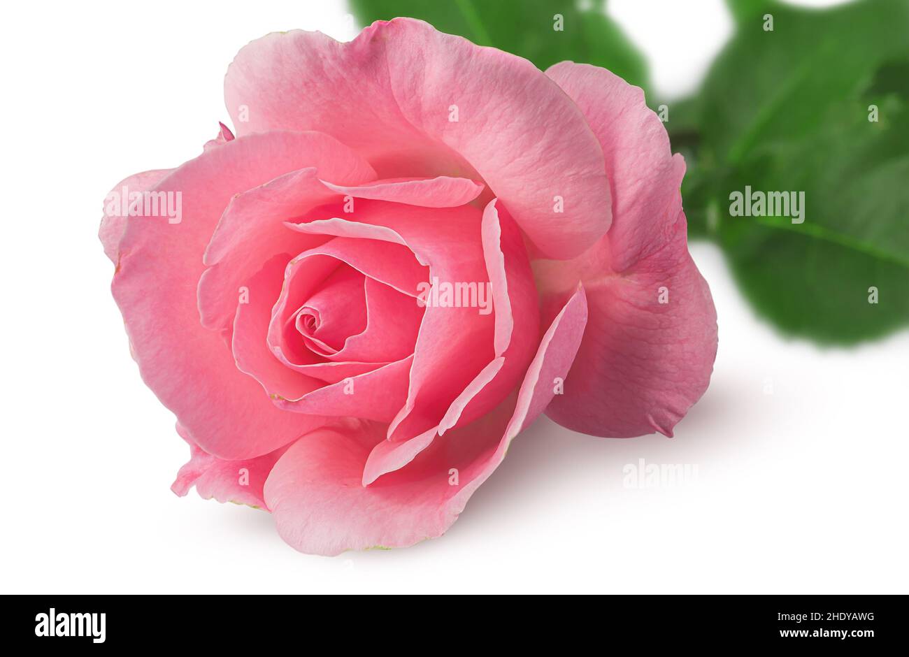 Cut pink rose hi-res stock photography and images - Alamy