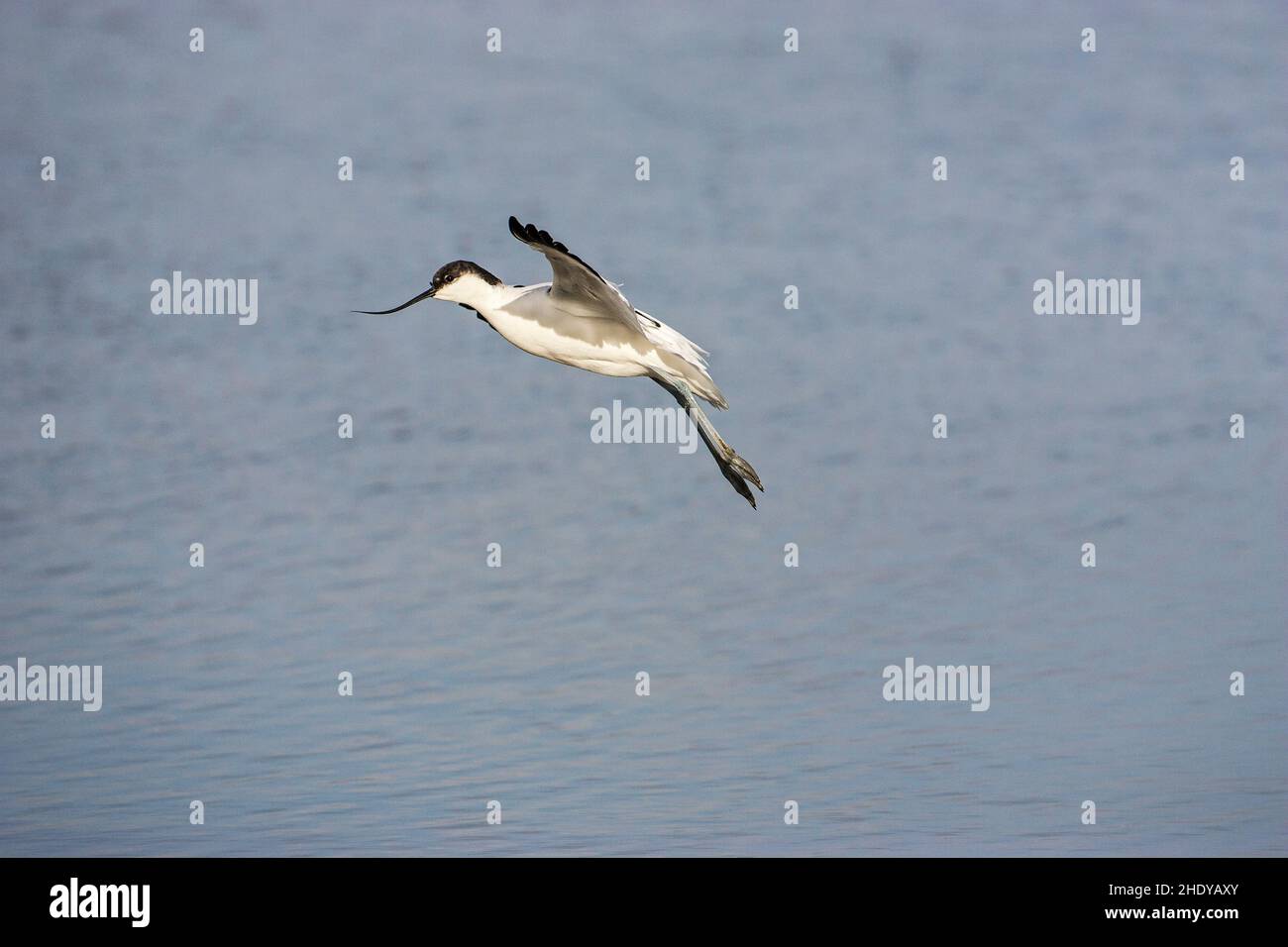 Pied avocet Recurvirostra avocetta in flight overThe Lagoon Dorset ...