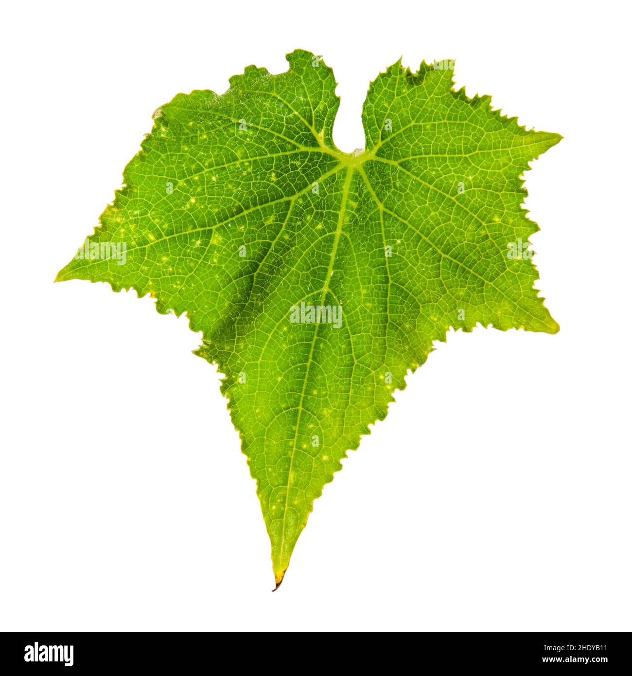 Zucchini leafs hi-res stock photography and images - Alamy