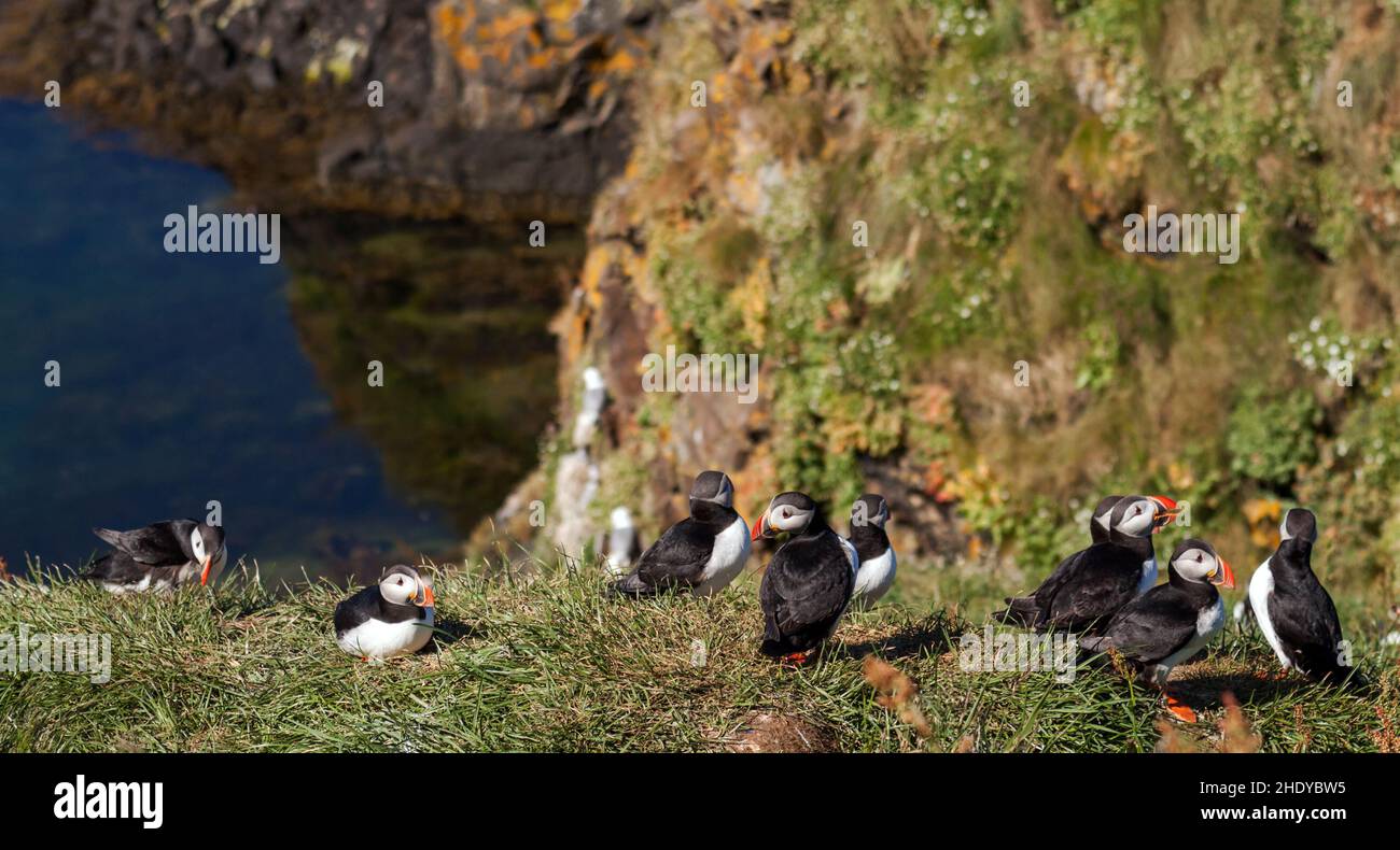 Puffin colony in East Fjords region of Iceland Stock Photo - Alamy