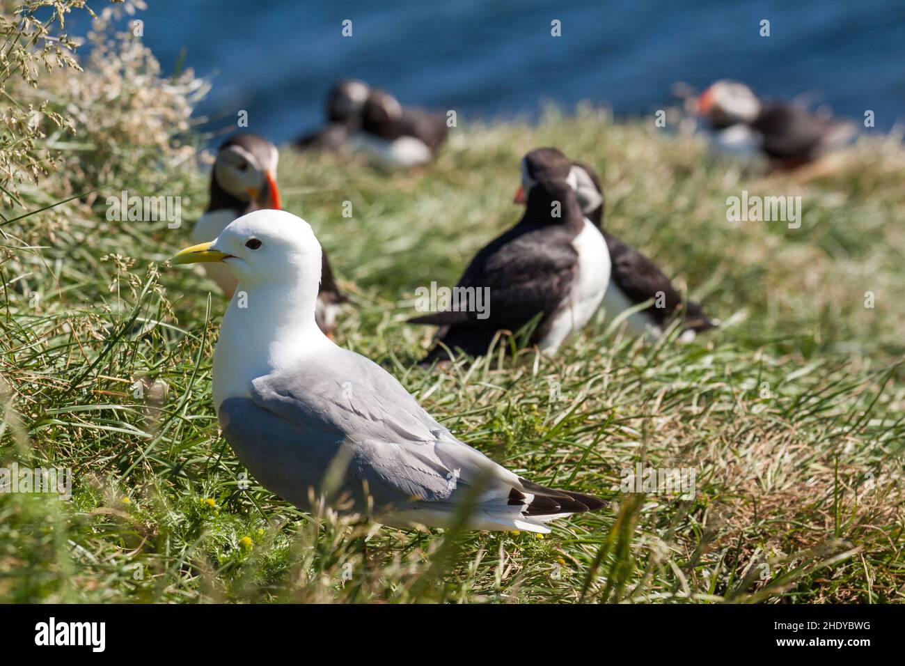 Birds breeding colony in East Fjords region of Iceland Stock Photo - Alamy