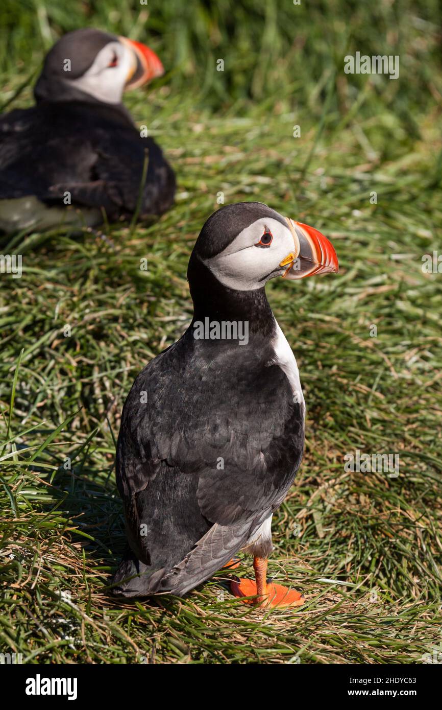 Puffin colony in East Fjords region of Iceland Stock Photo - Alamy