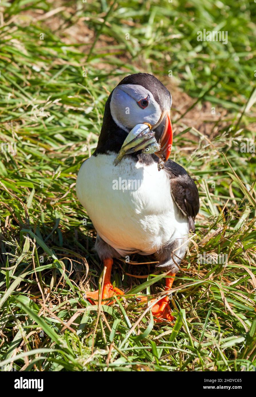 Puffin colony in East Fjords region of Iceland Stock Photo - Alamy