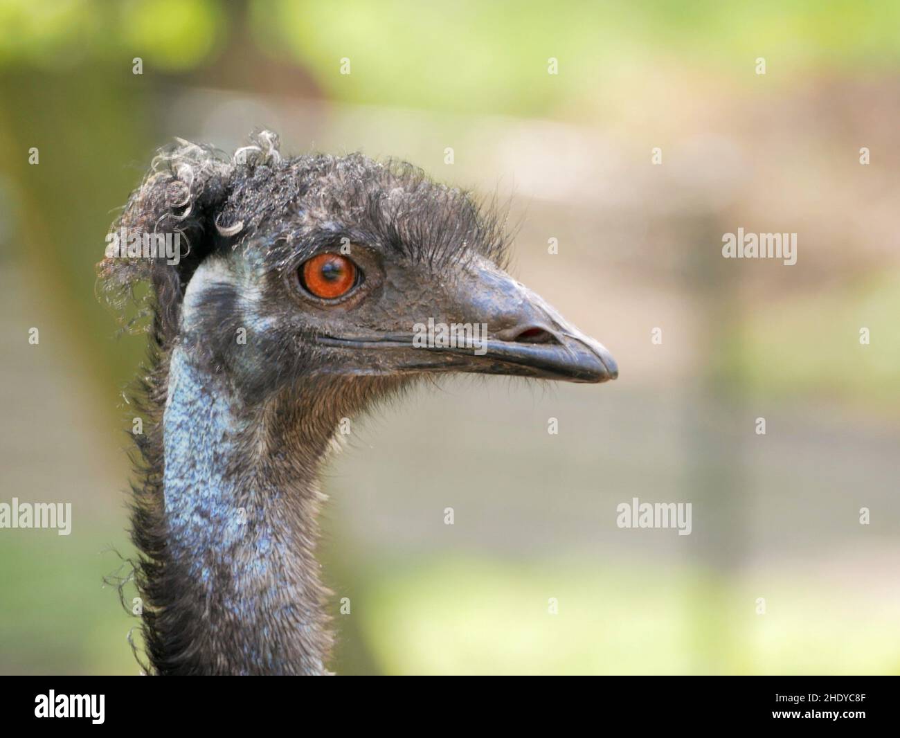 Emus day hi-res stock photography and images - Alamy
