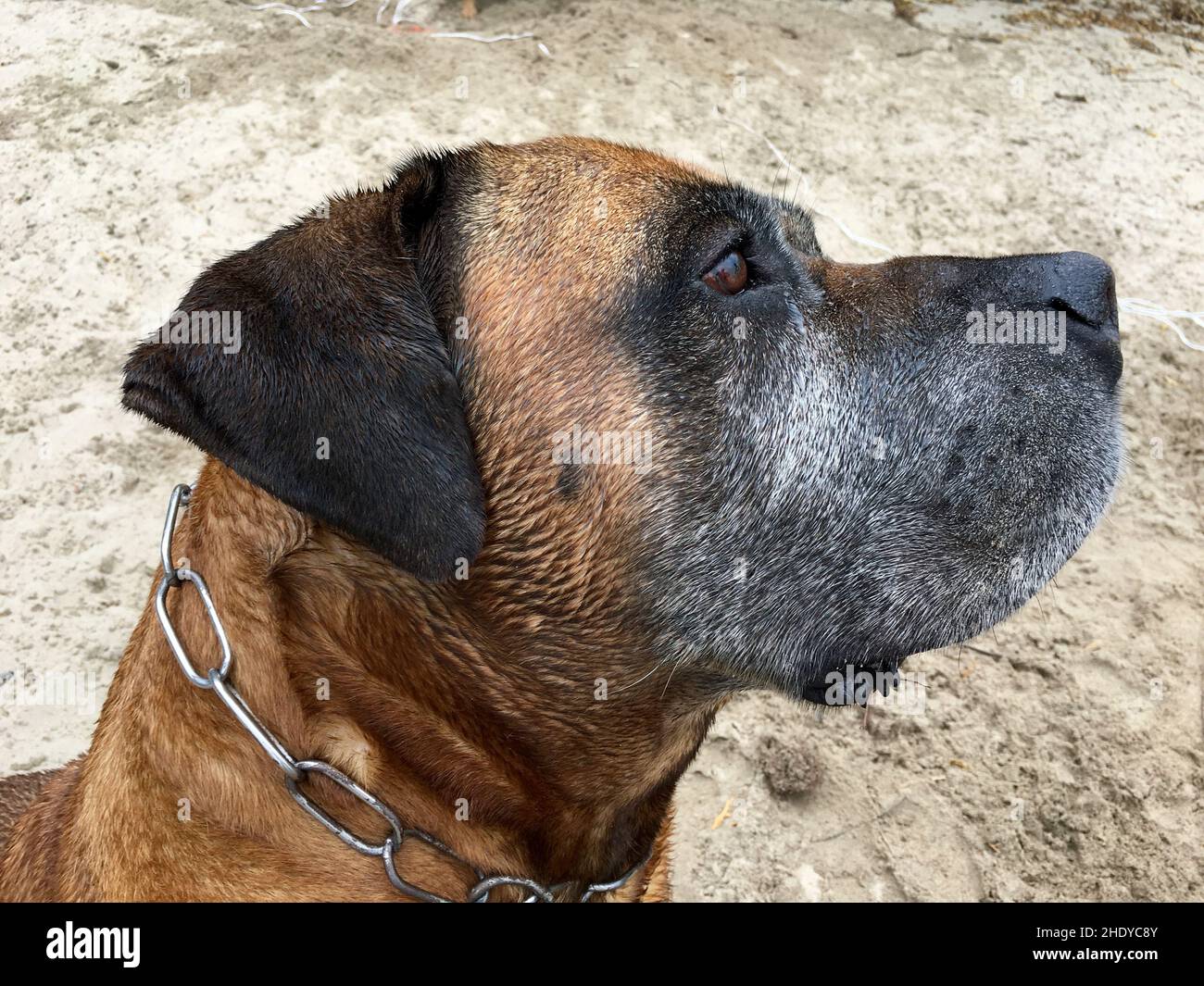 Bulldog days hi-res stock photography and images - Alamy