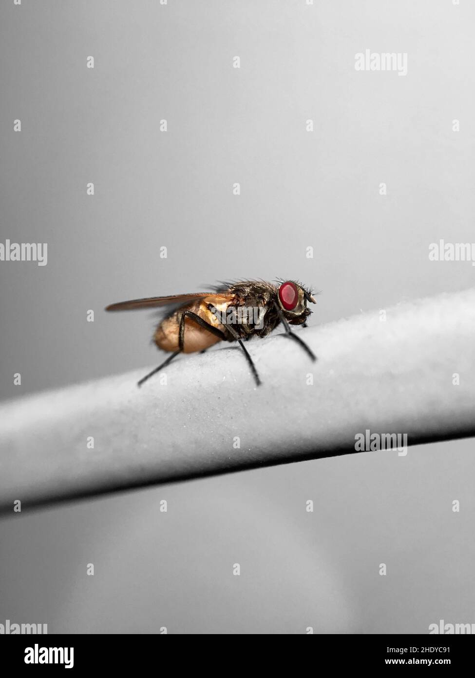 flesh fly, gray carnivorous, flesh flies Stock Photo - Alamy