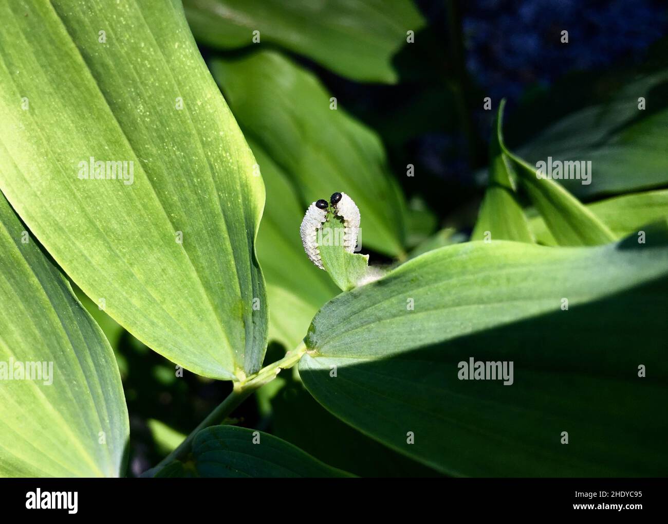 Wasp larva feeding hi-res stock photography and images - Alamy