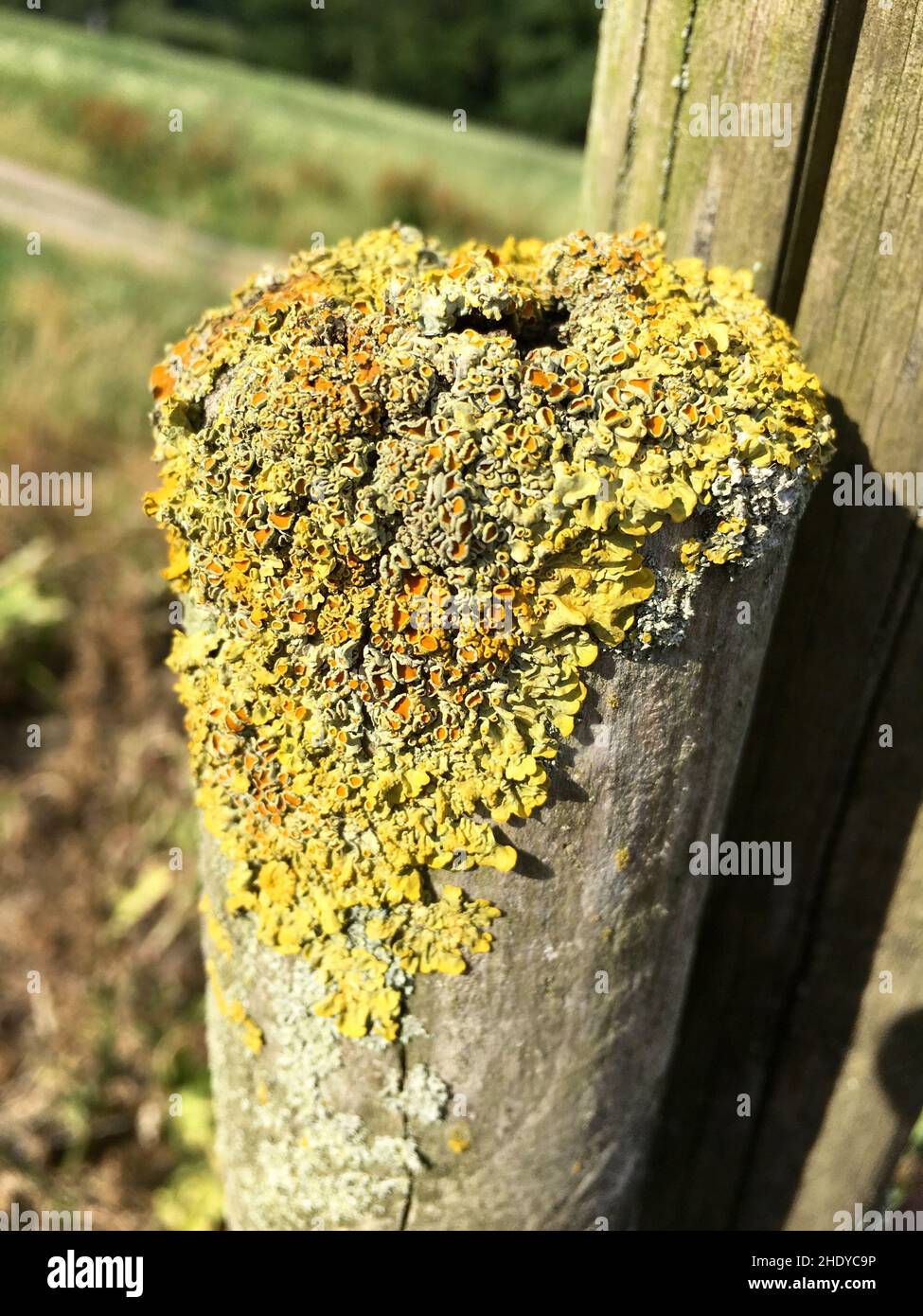 Lichen surfaces hi-res stock photography and images - Alamy