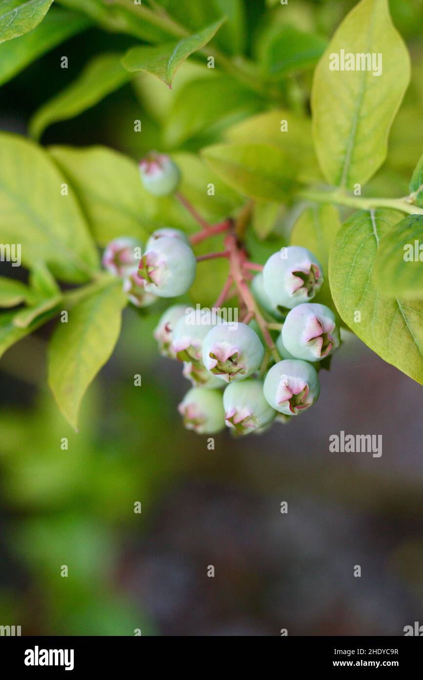 blueberry, unripe, blueberries, unripes Stock Photo - Alamy