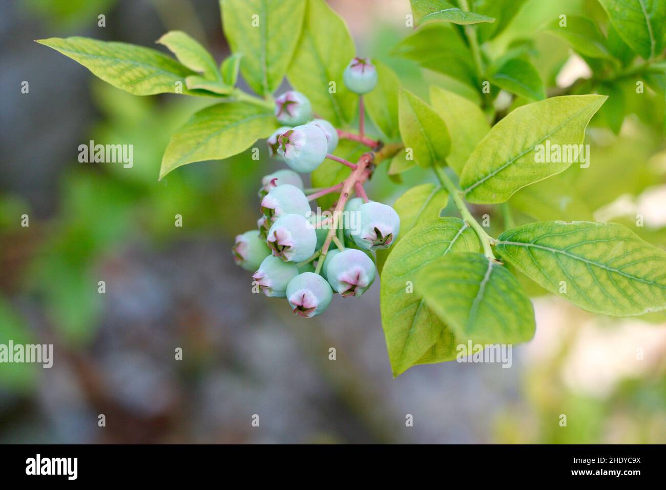 blueberry, seed head, blueberries, seed heads Stock Photo - Alamy