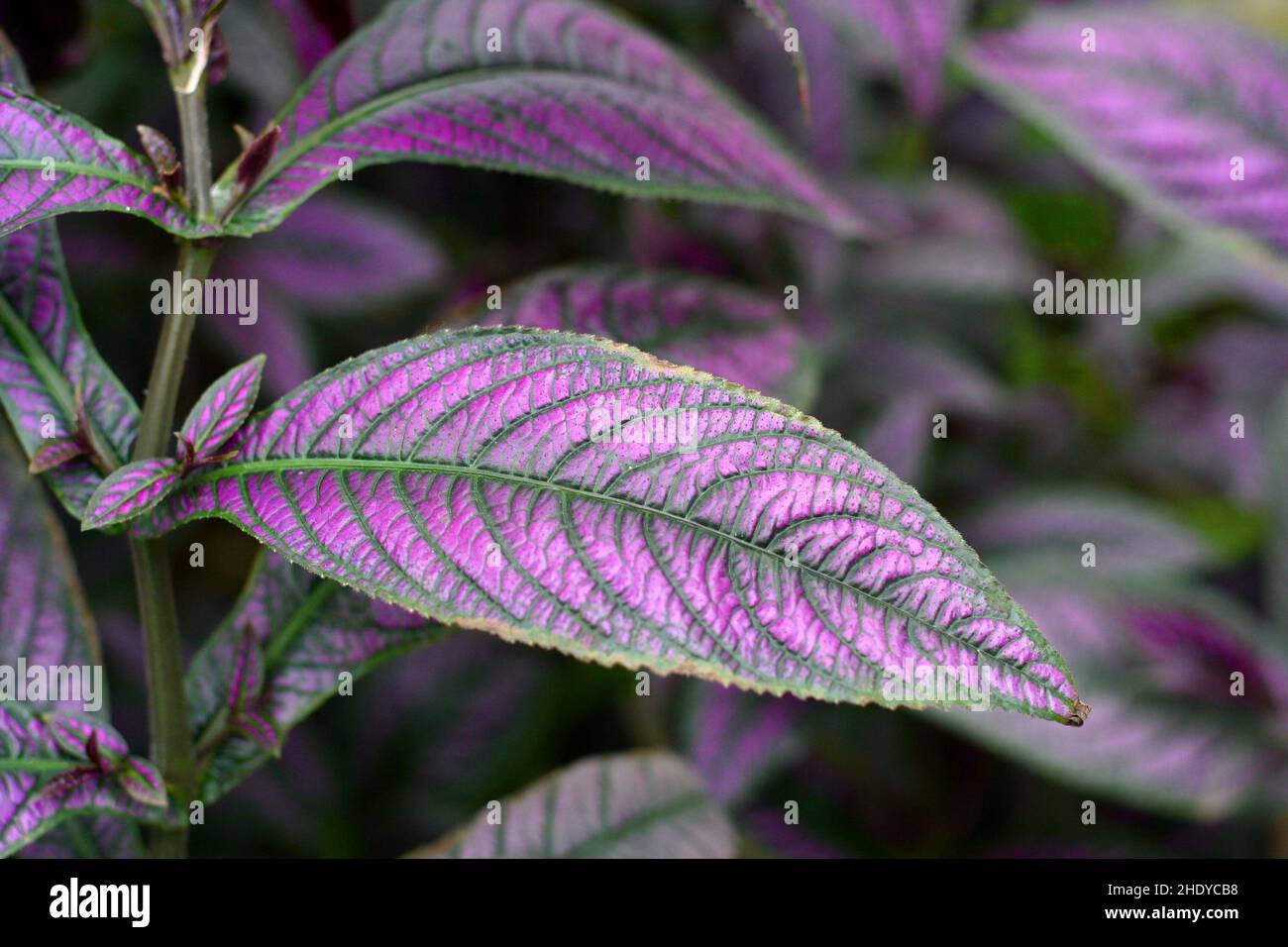 Atropurpureus hi-res stock photography and images - Alamy