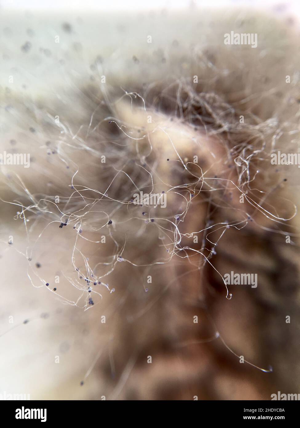 mildew, mucor, mildews, mold, molding Stock Photo - Alamy