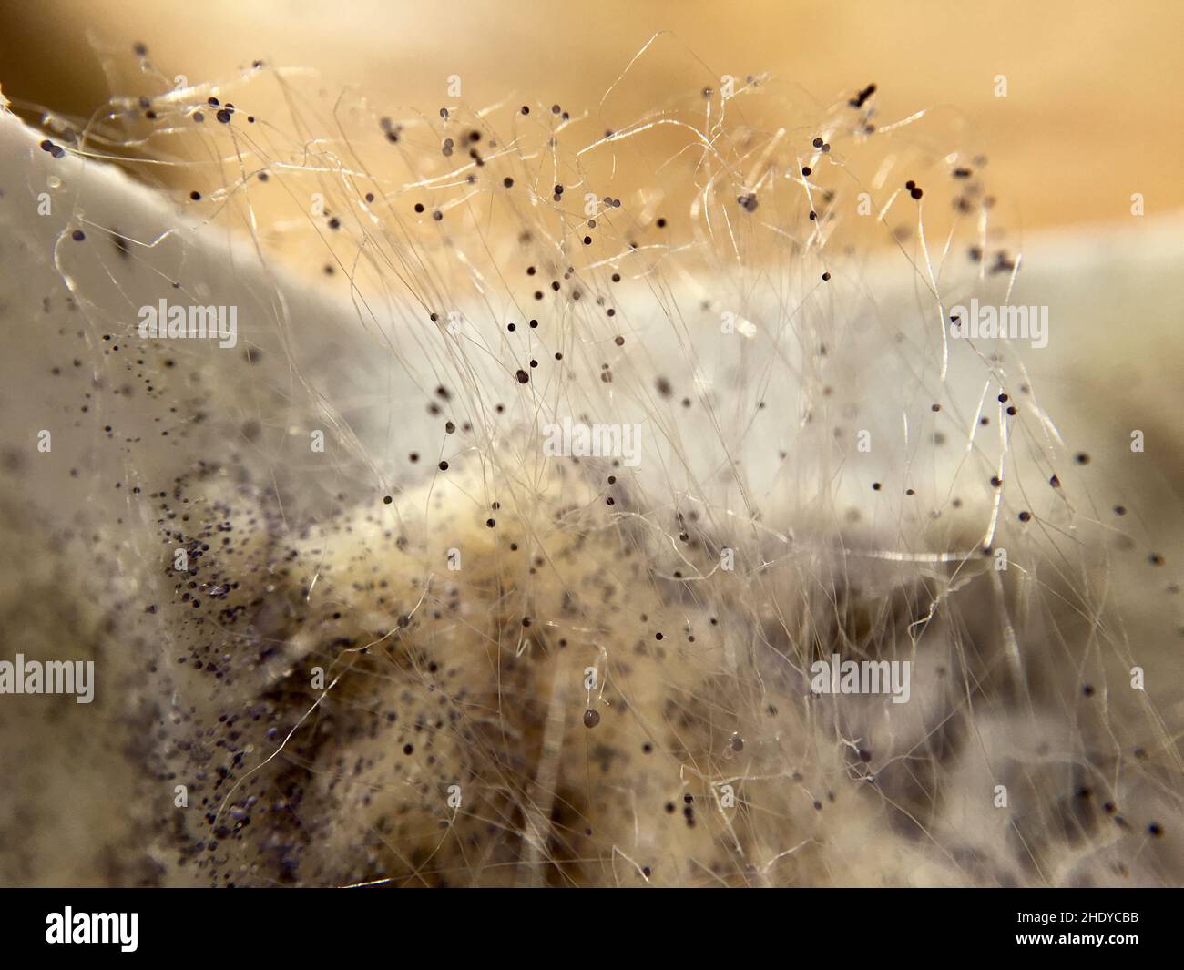 mildew, mucor, mildews, mold, molding Stock Photo - Alamy