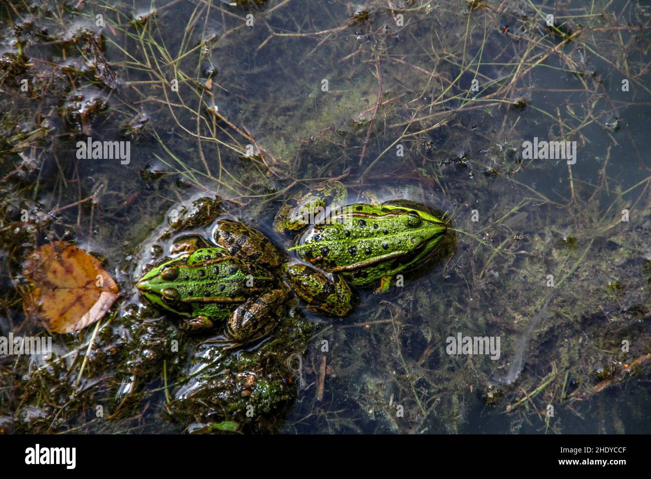 frog, edible frog, frogs, edible frogs Stock Photo - Alamy