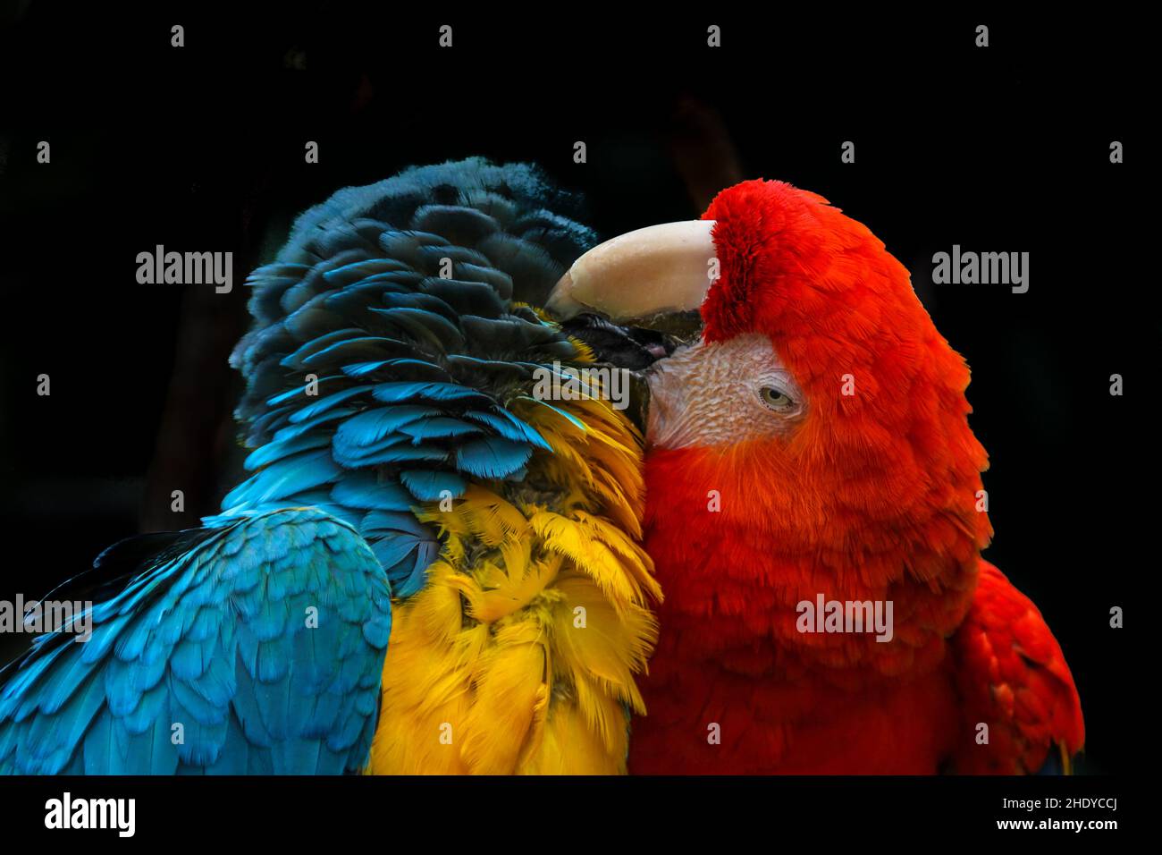 two animals, parrot, parrots Stock Photo - Alamy