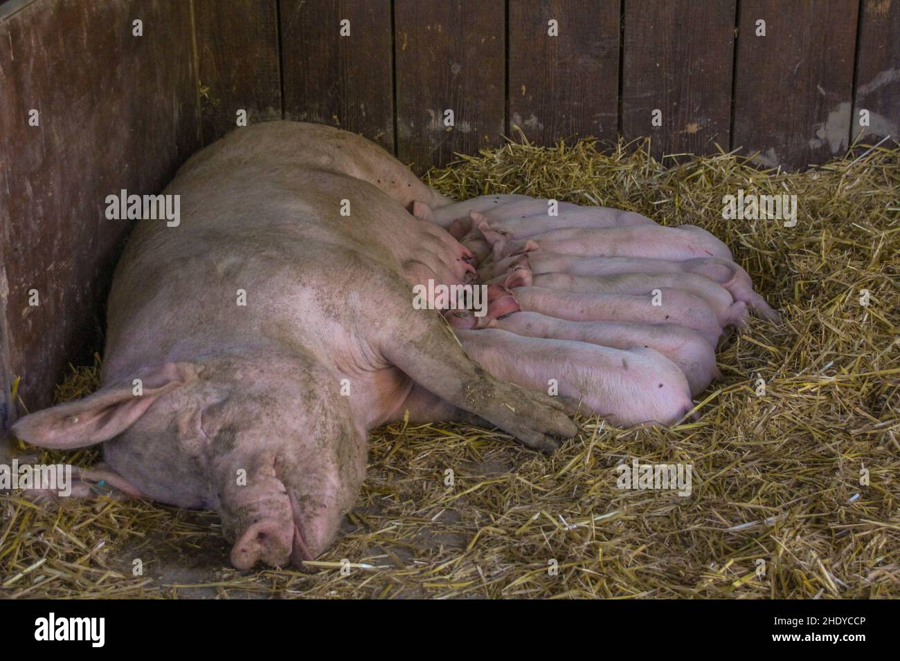 Sows group hi-res stock photography and images - Alamy