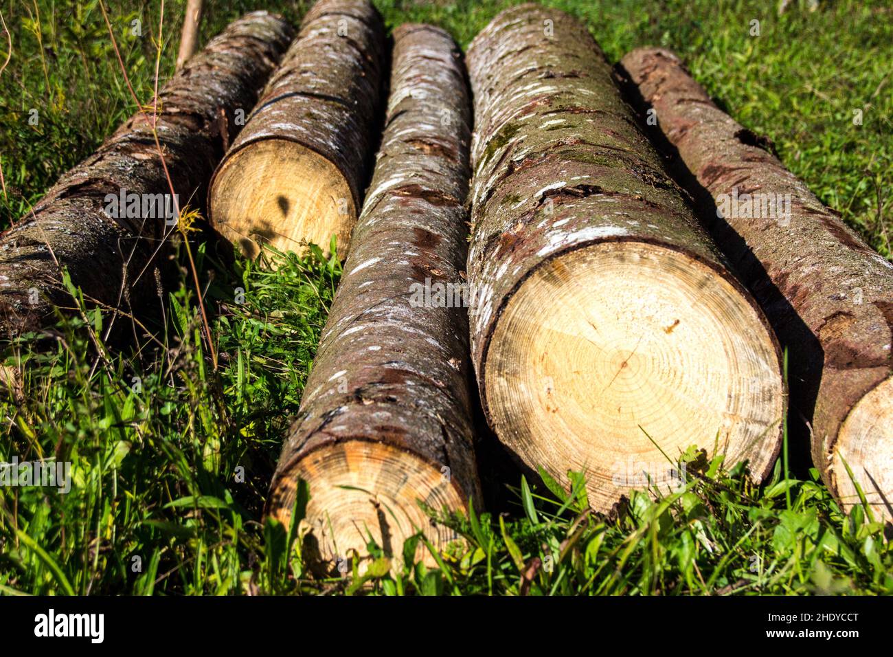 tree trunk, timber industry, trunks, lumber industry, timber industries ...