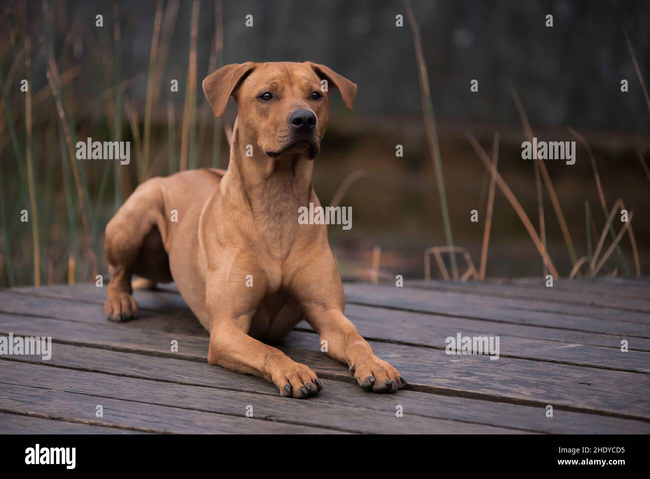 rhodesian ridgeback, rhodesian ridgebacks Stock Photo - Alamy
