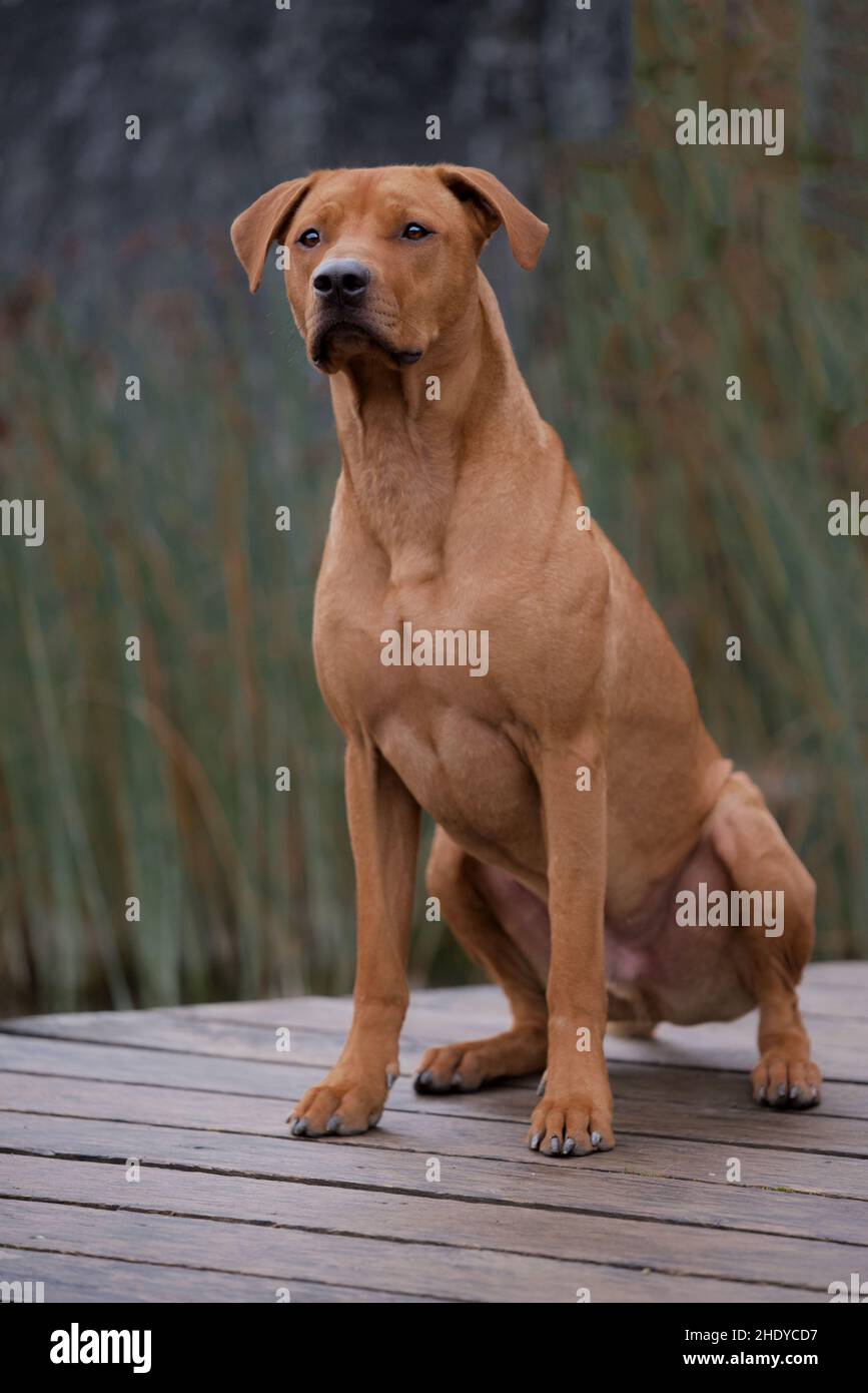 rhodesian ridgeback, rhodesian ridgebacks Stock Photo - Alamy