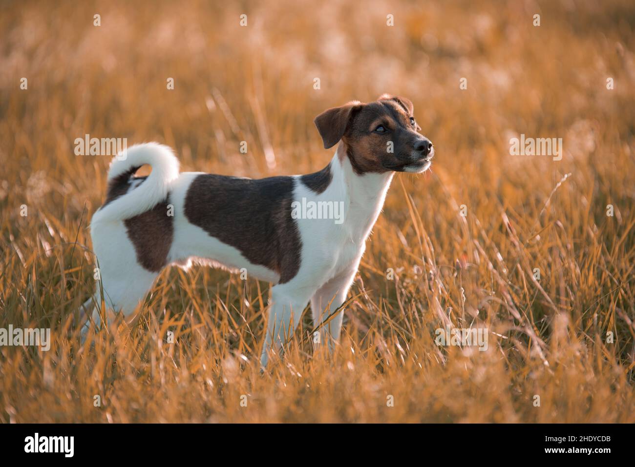 jack russell terrier, jack russell terriers Stock Photo - Alamy