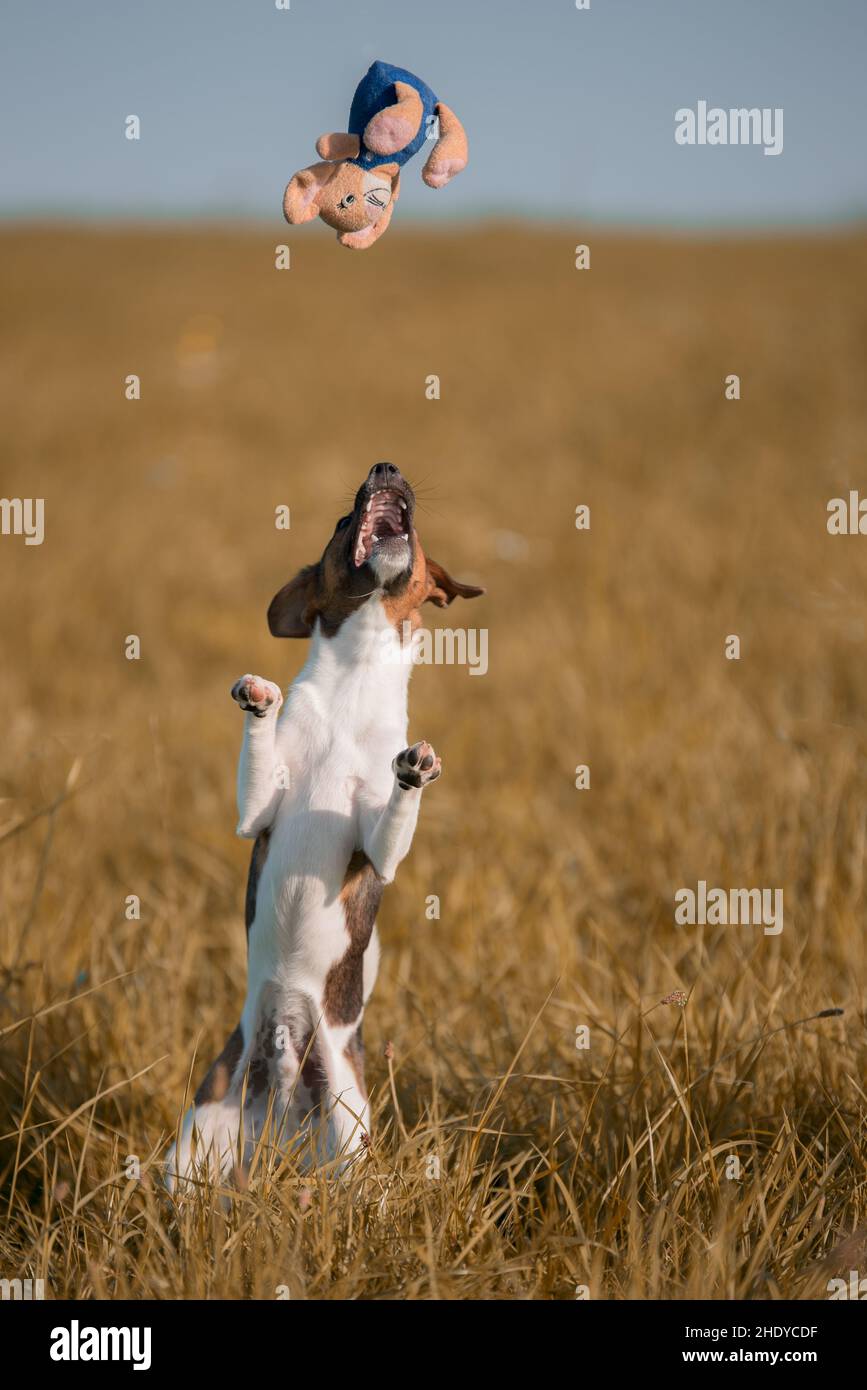 jump, stuffed animal, jack russell terrier, jumper, jumping, jumps ...