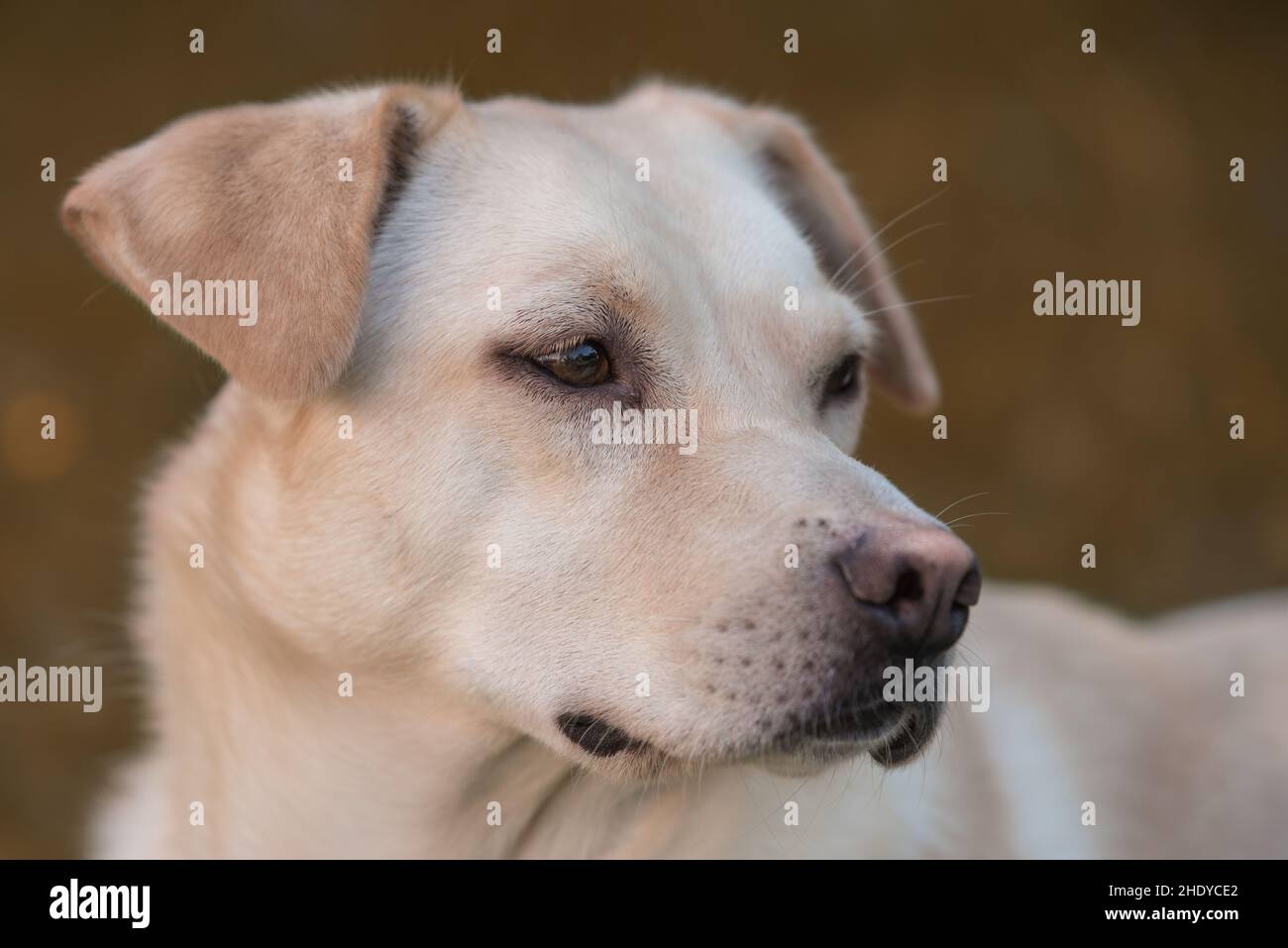 dog, labrador, dogs, labradors Stock Photo - Alamy