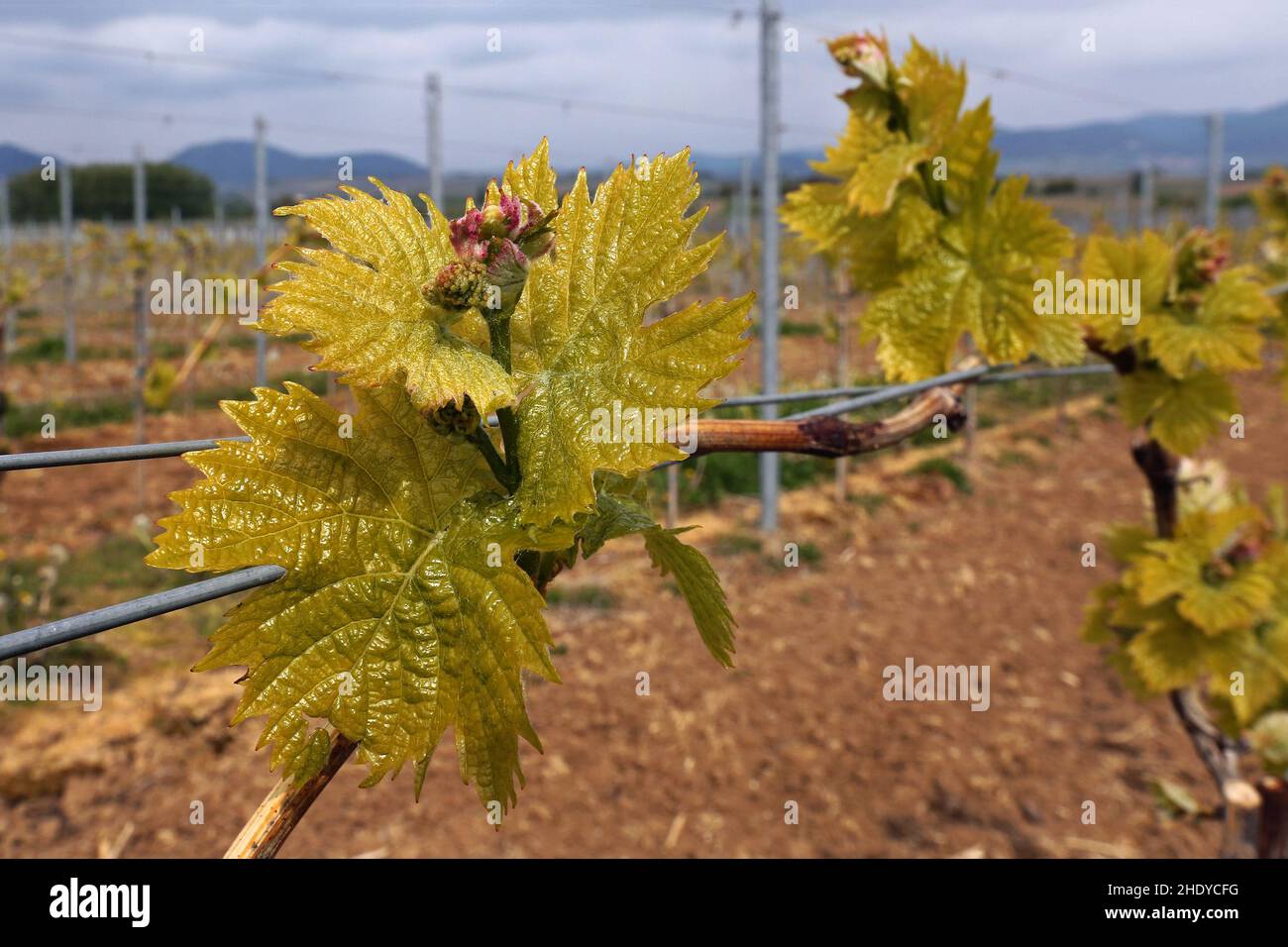 Vine sprout hi-res stock photography and images - Alamy