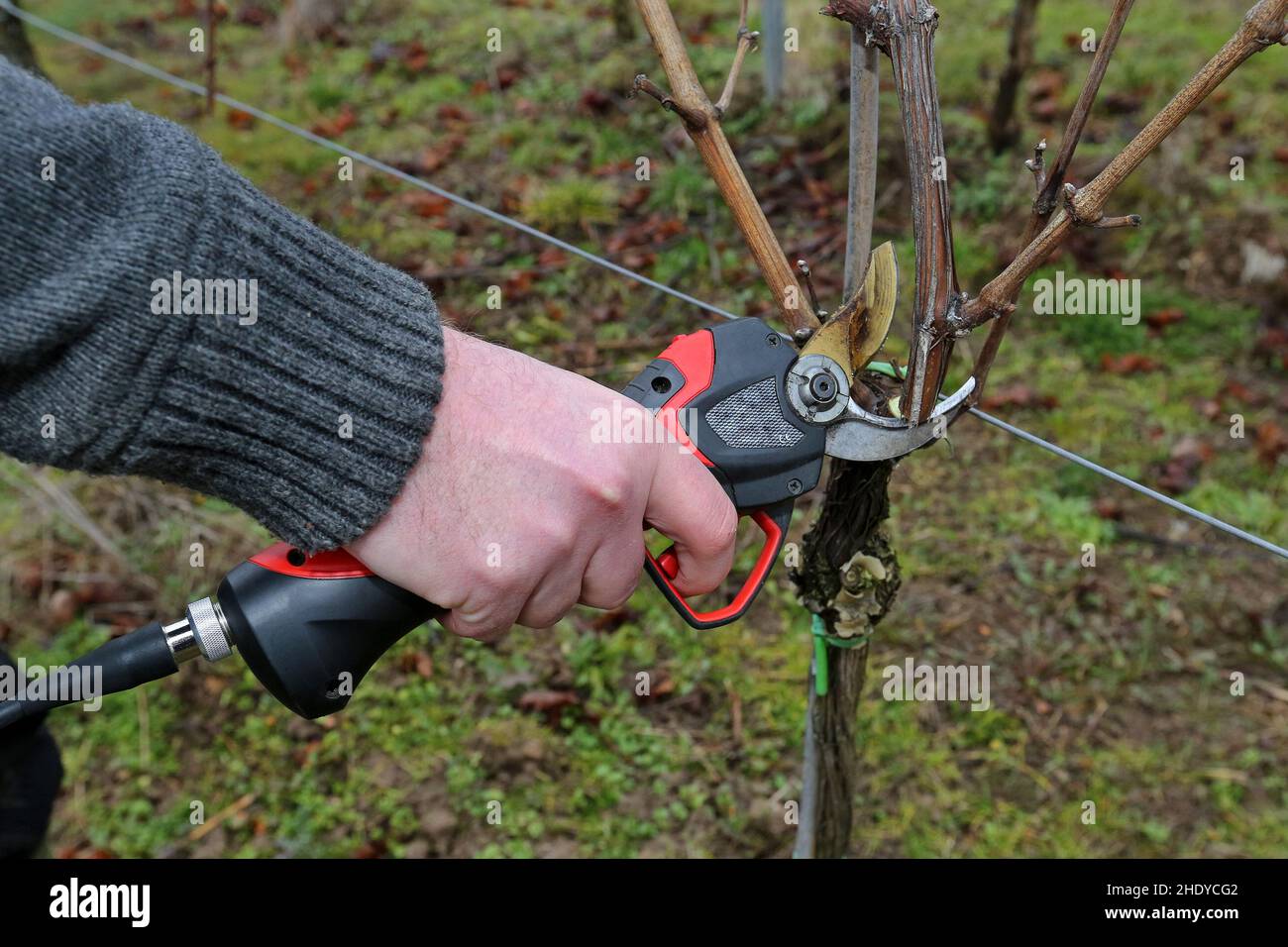 vine, cutting, secateurs, vines Stock Photo - Alamy