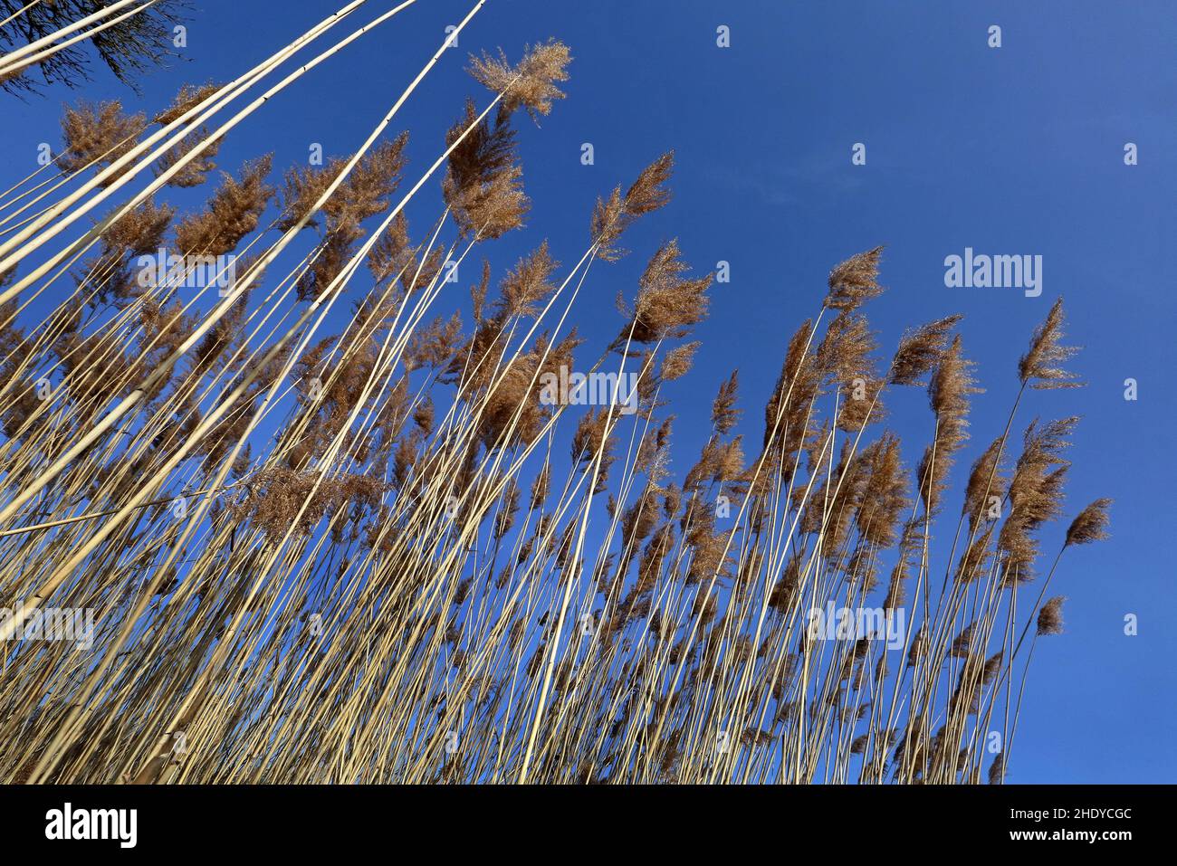 Grasses family hi-res stock photography and images - Alamy