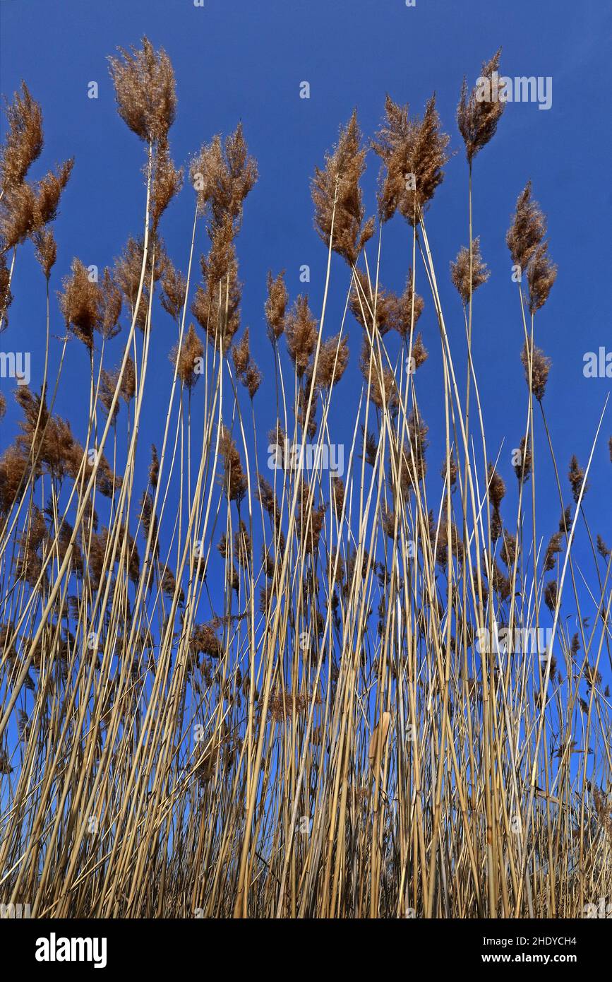 Reed low hi-res stock photography and images - Alamy