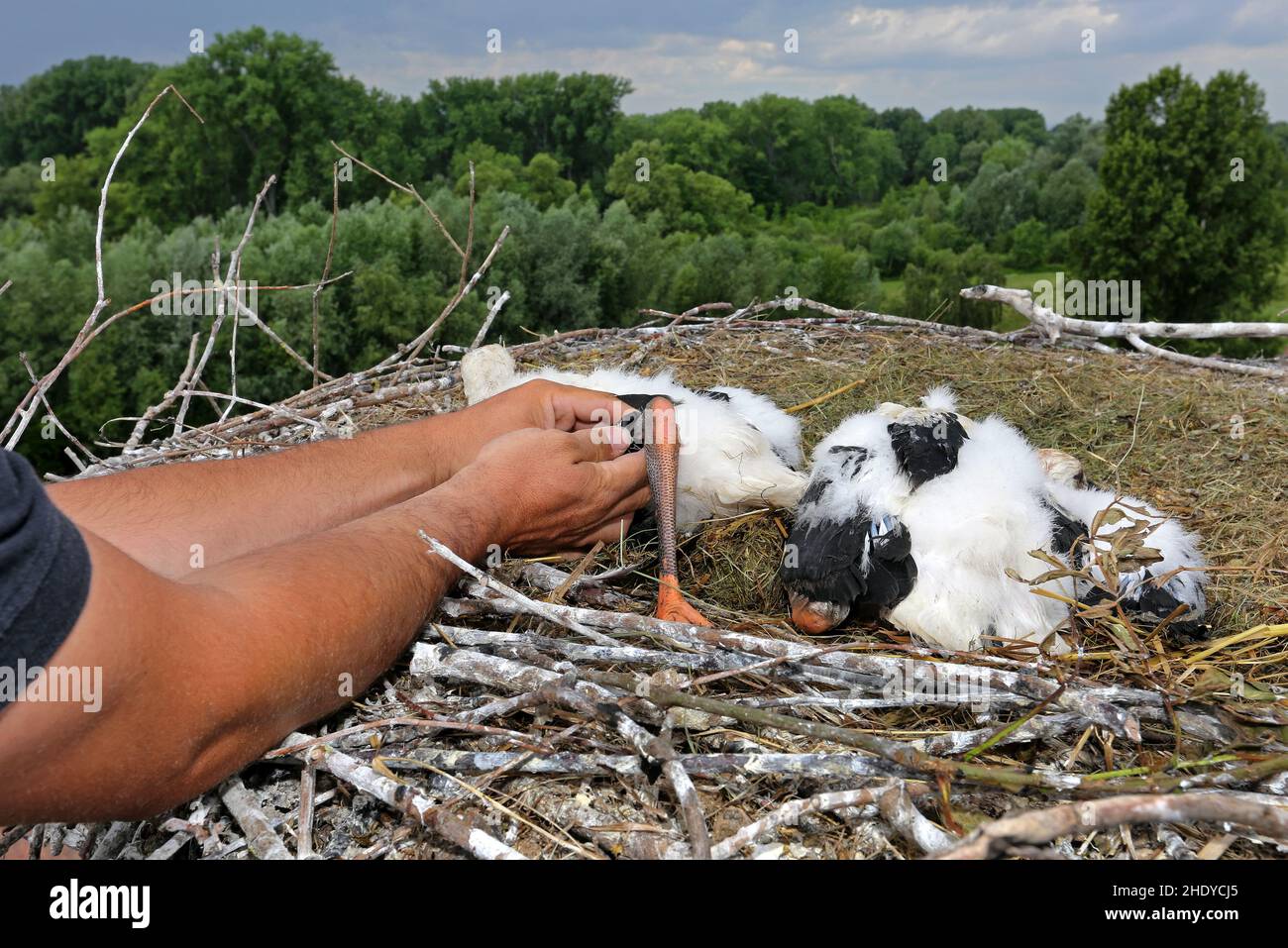 Stork ring hi-res stock photography and images - Alamy
