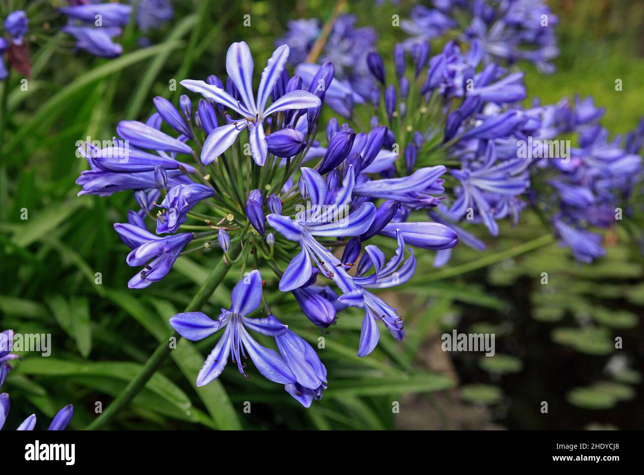 jewelry african lily, african lilies Stock Photo - Alamy
