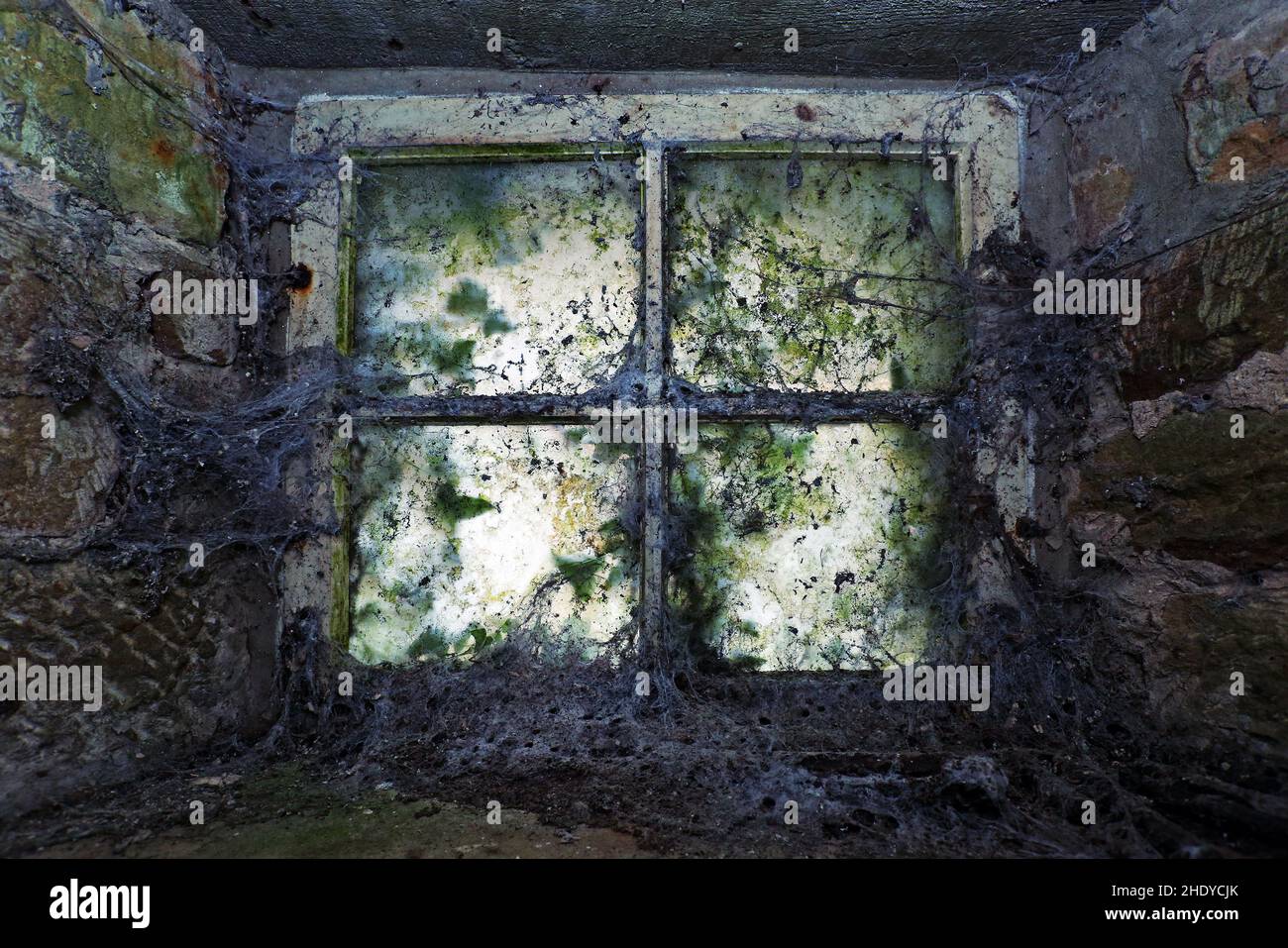 spider web, basement window, spider webs, basement windows Stock Photo ...