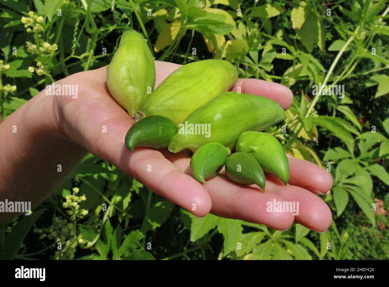 Kaywa hi-res stock photography and images - Alamy