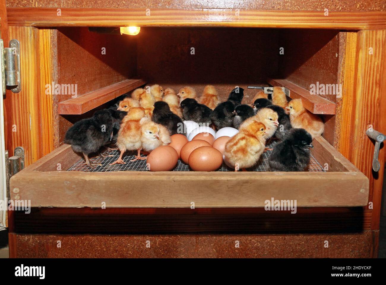 Baby Chicks Hatching In Incubator