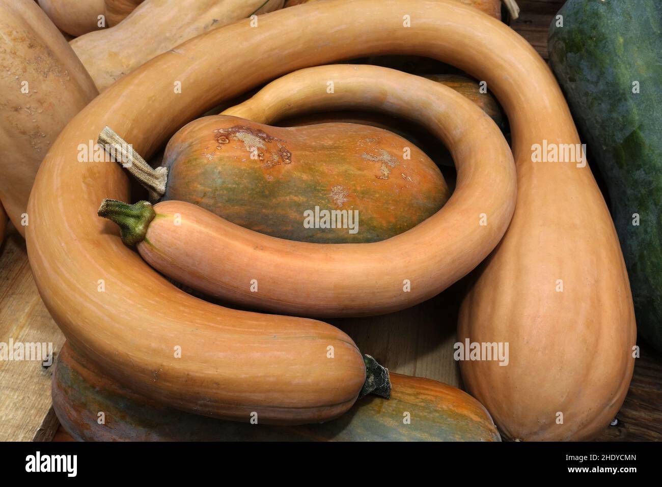 gourd, butternut, gourds, butternuts Stock Photo - Alamy