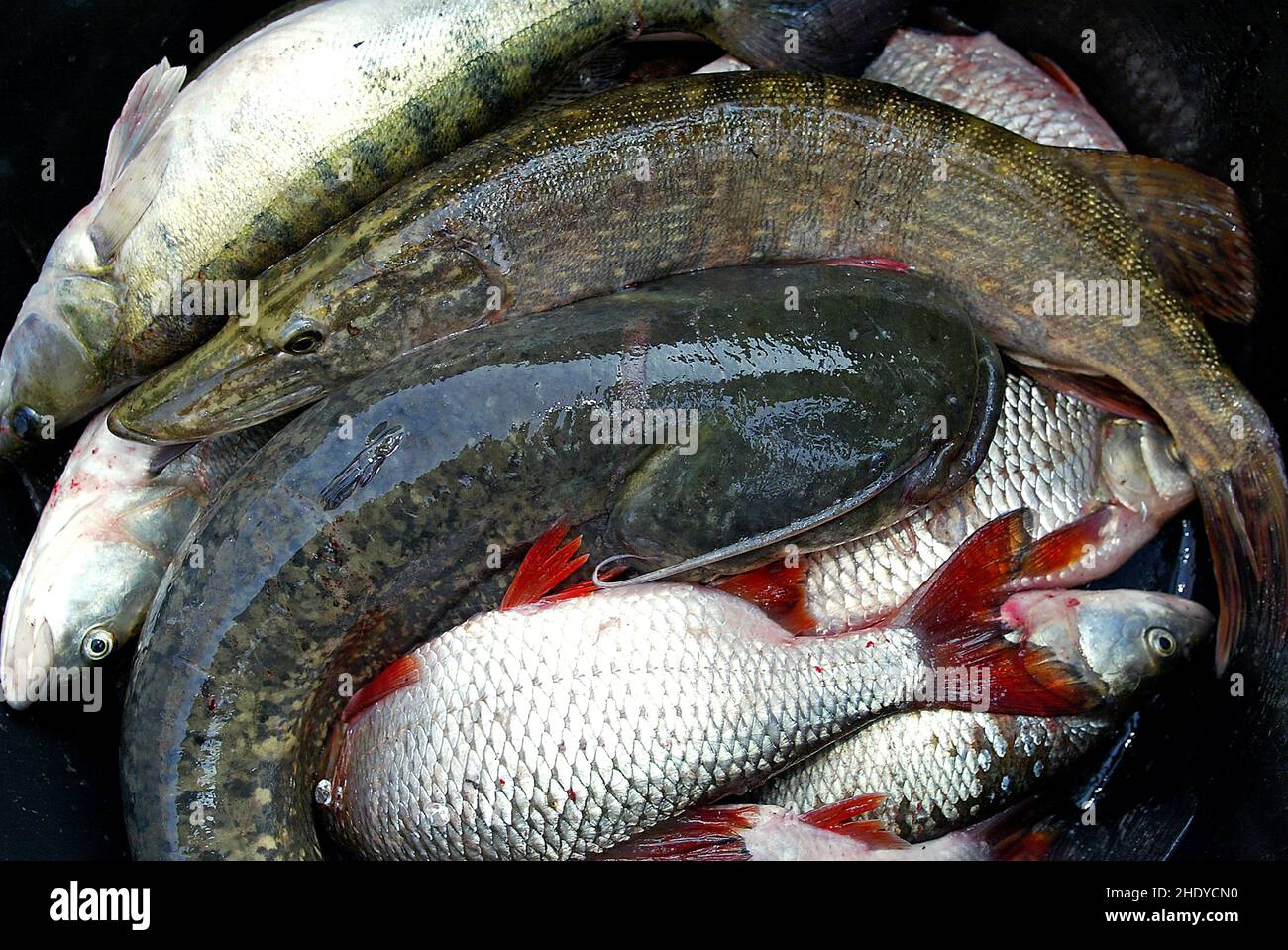 Redfeathers hi-res stock photography and images - Alamy
